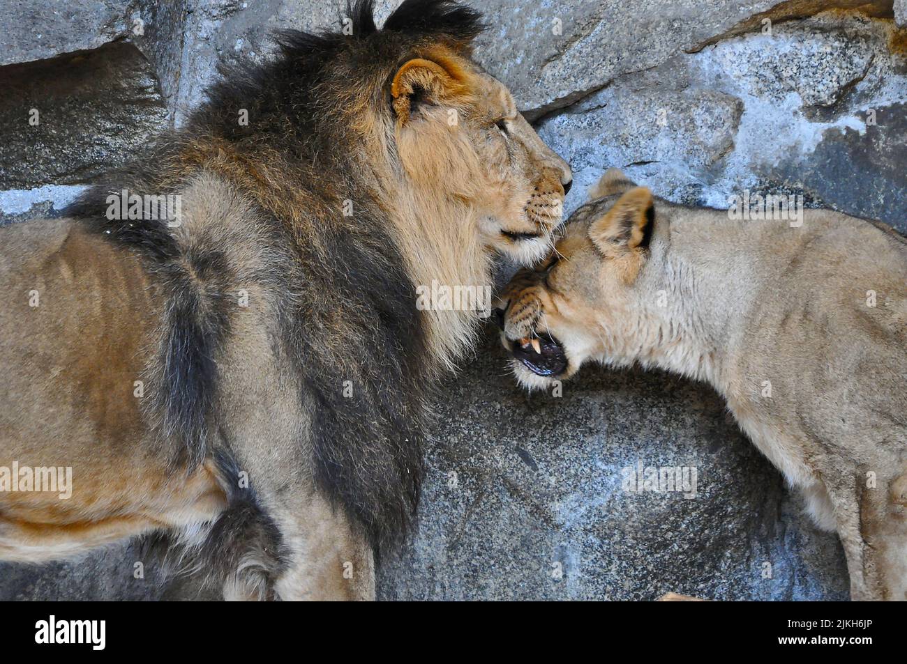 A closeup of a lioness growling at her lion mate Stock Photo - Alamy