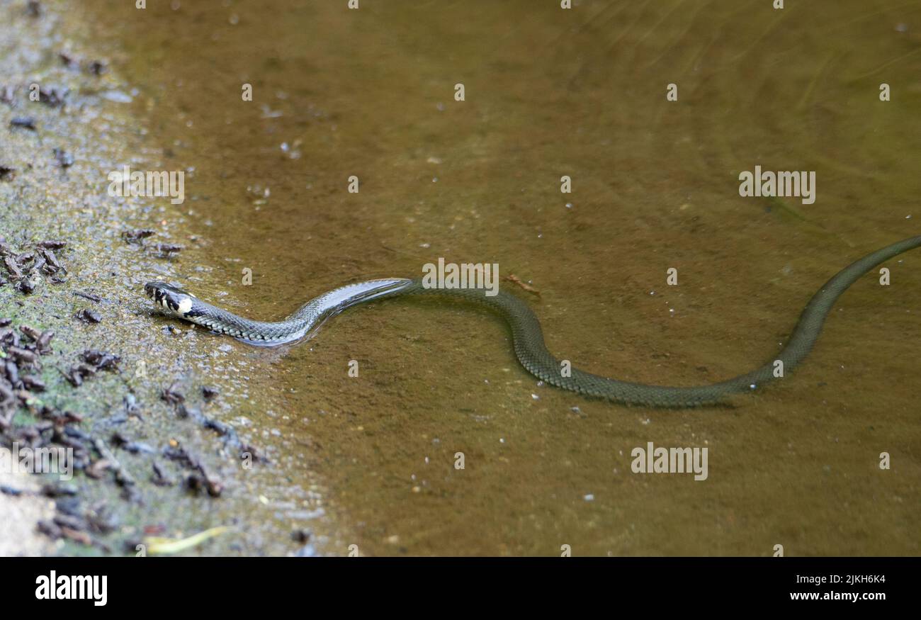 a Natrix natrix snake in close up, isolated, one, natu Stock Photo - Alamy