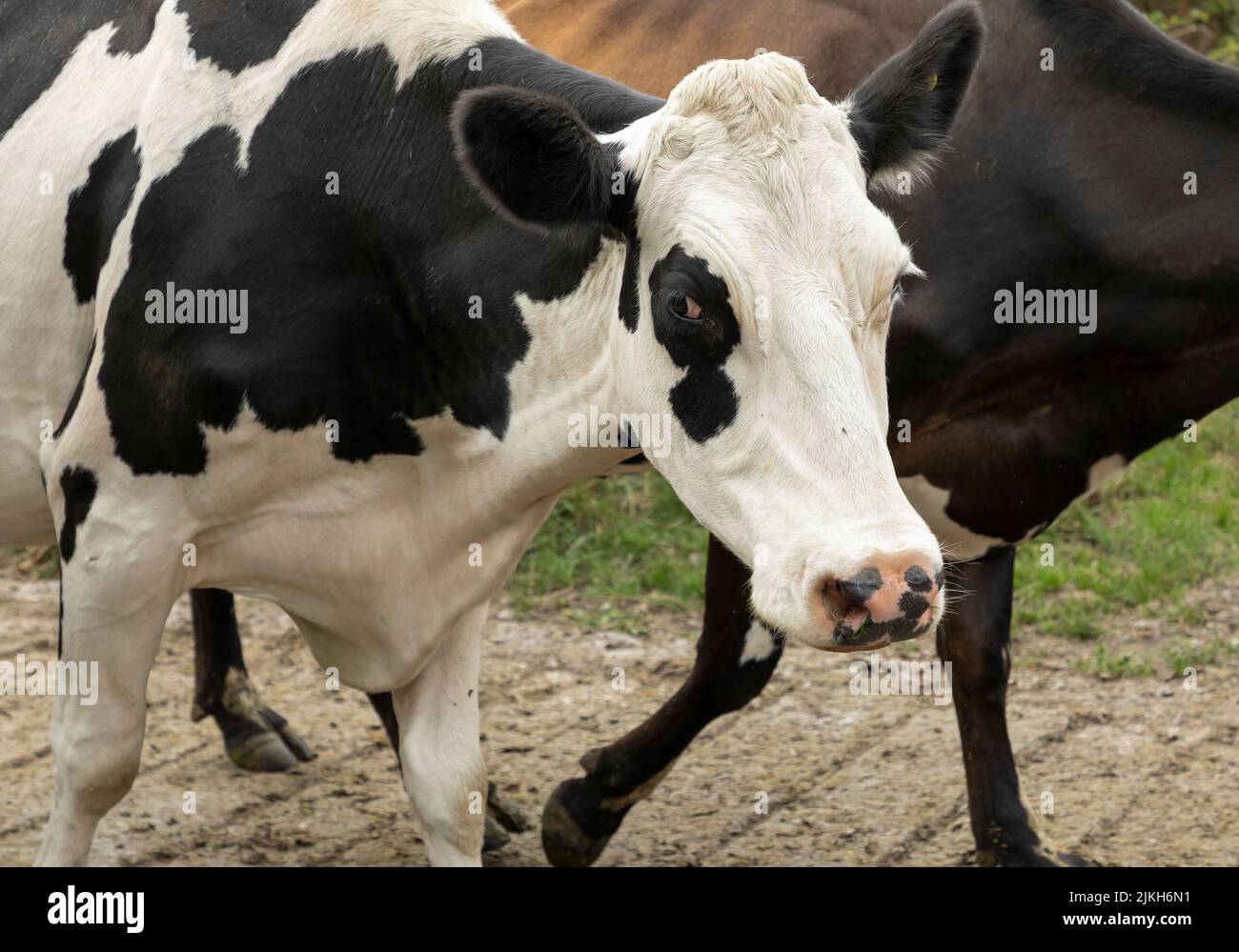 Black and white cow walking to the milking parlour with a spotty nose ...