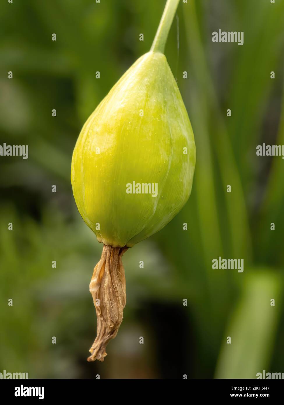 Bulbophyllum hi-res stock photography and images - Alamy