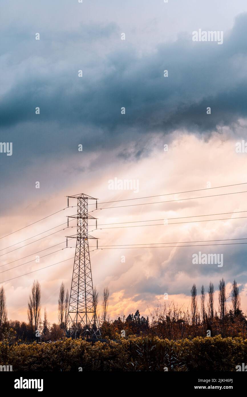 A vertical shot of a utility pole among trees and plants at a cloudy ...