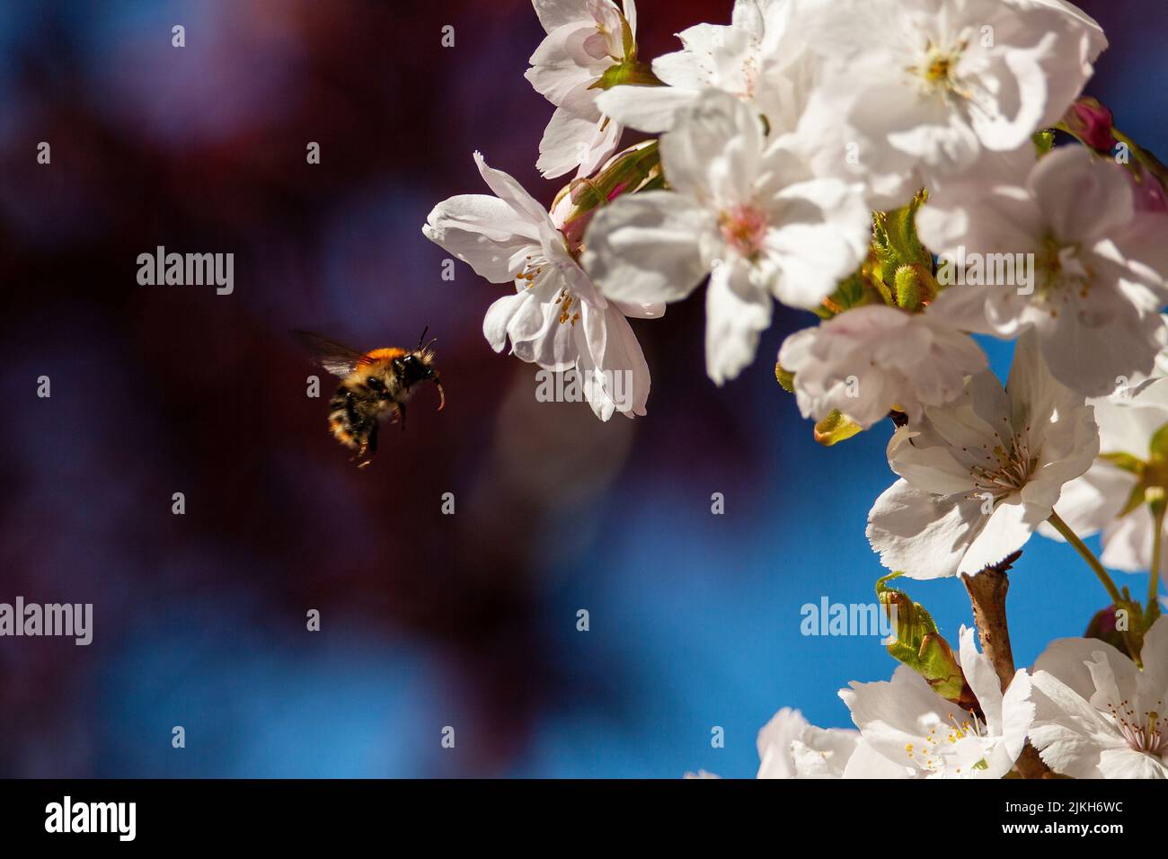 Bee pollinating flowers hi-res stock photography and images - Alamy