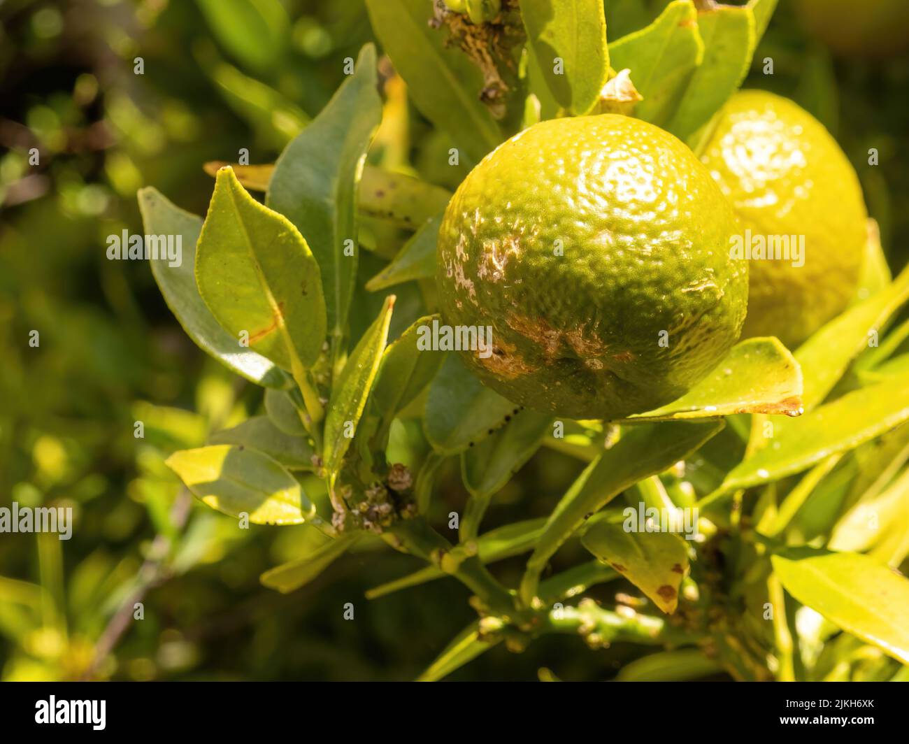 Sunlight on fruit hi-res stock photography and images - Alamy