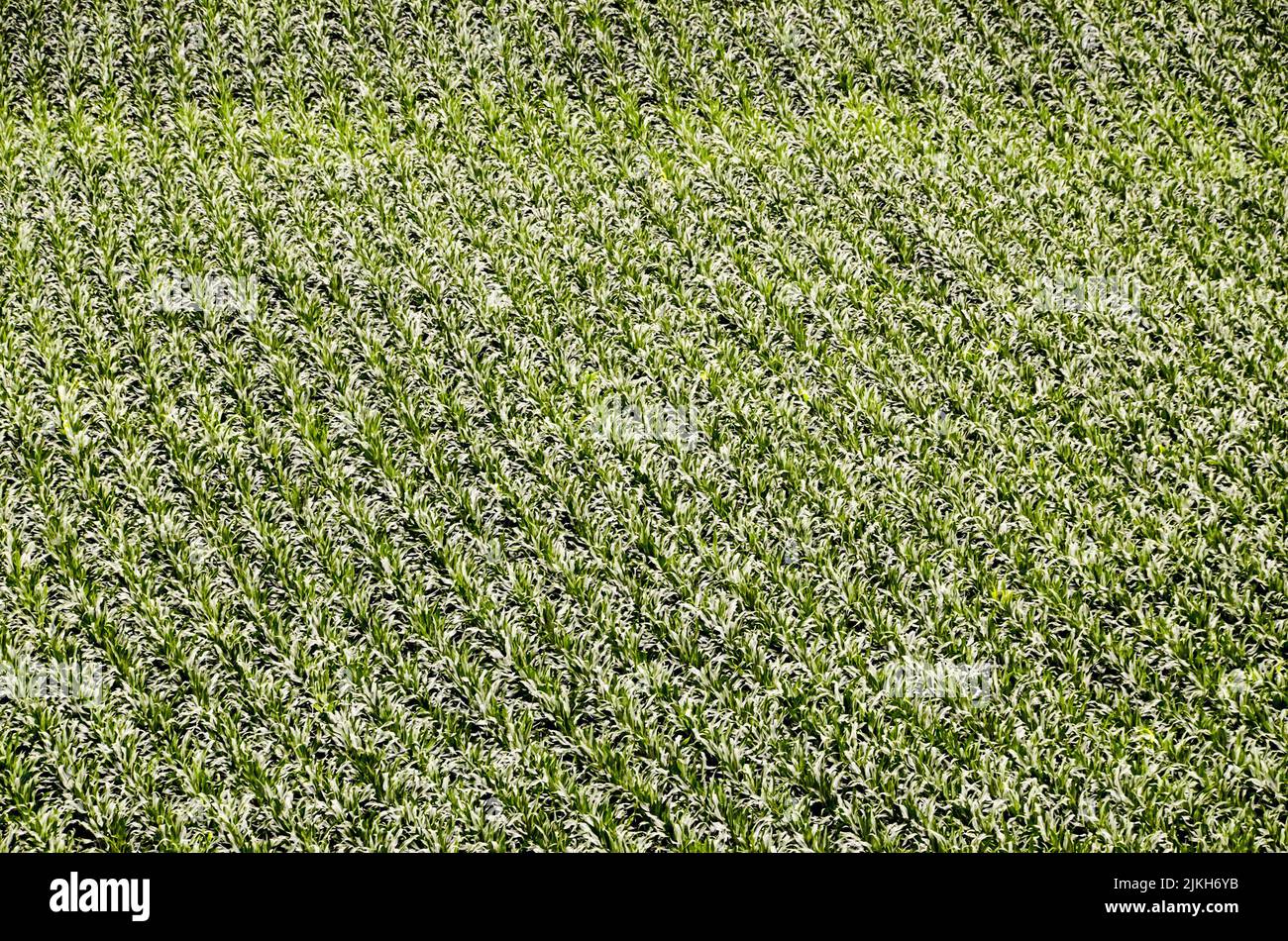 European OGM Growing Green Corn Field Texture Background Stock Photo ...