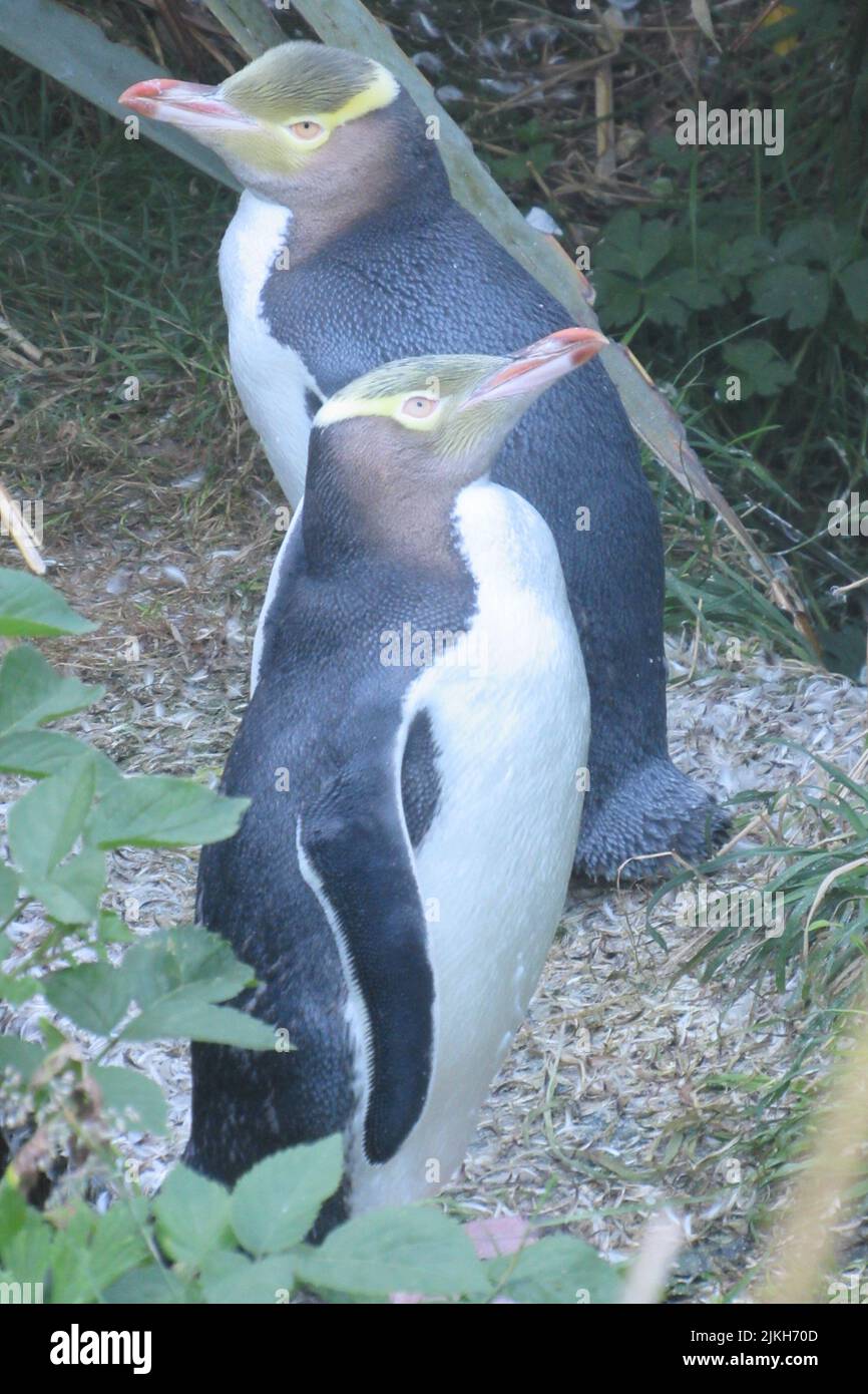 A vertical closeup of two penguins looking in opposite directions Stock ...