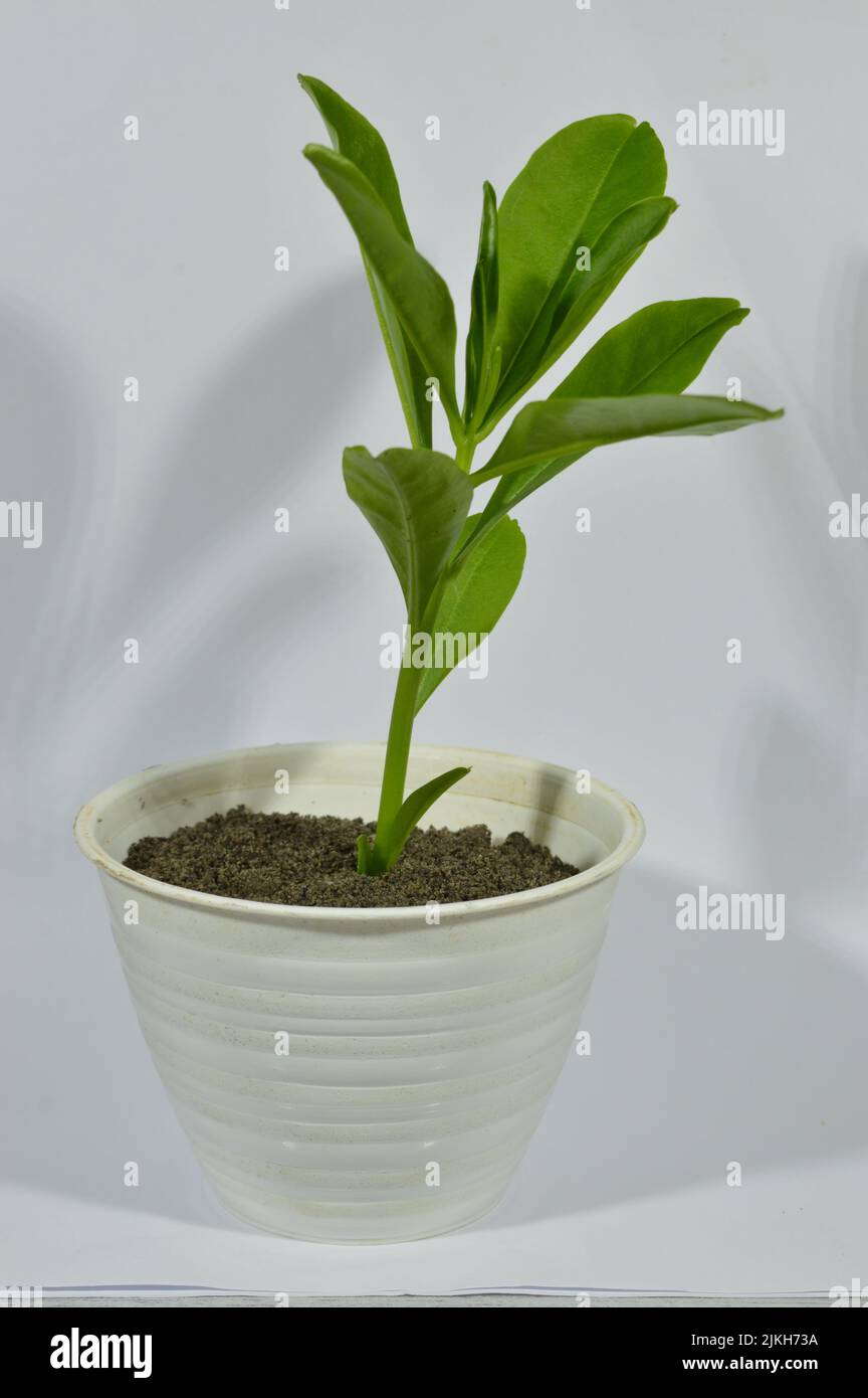 Javanese ginseng (Talinum paniculatum) is a species of flowering plant ...