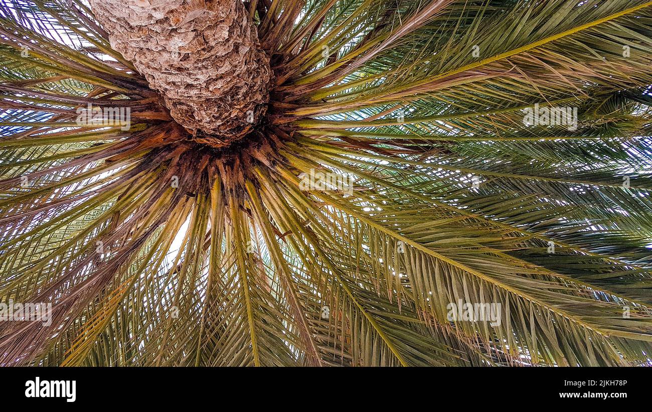 Low angle shot palm tree hi-res stock photography and images - Alamy