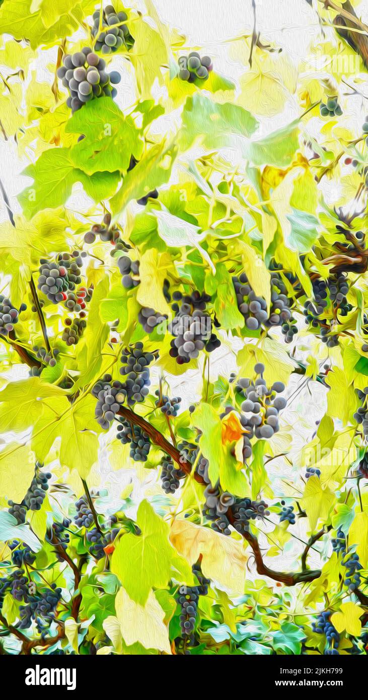 A vertical low-angle shot of grapes hanging from a vineyard Stock Photo ...