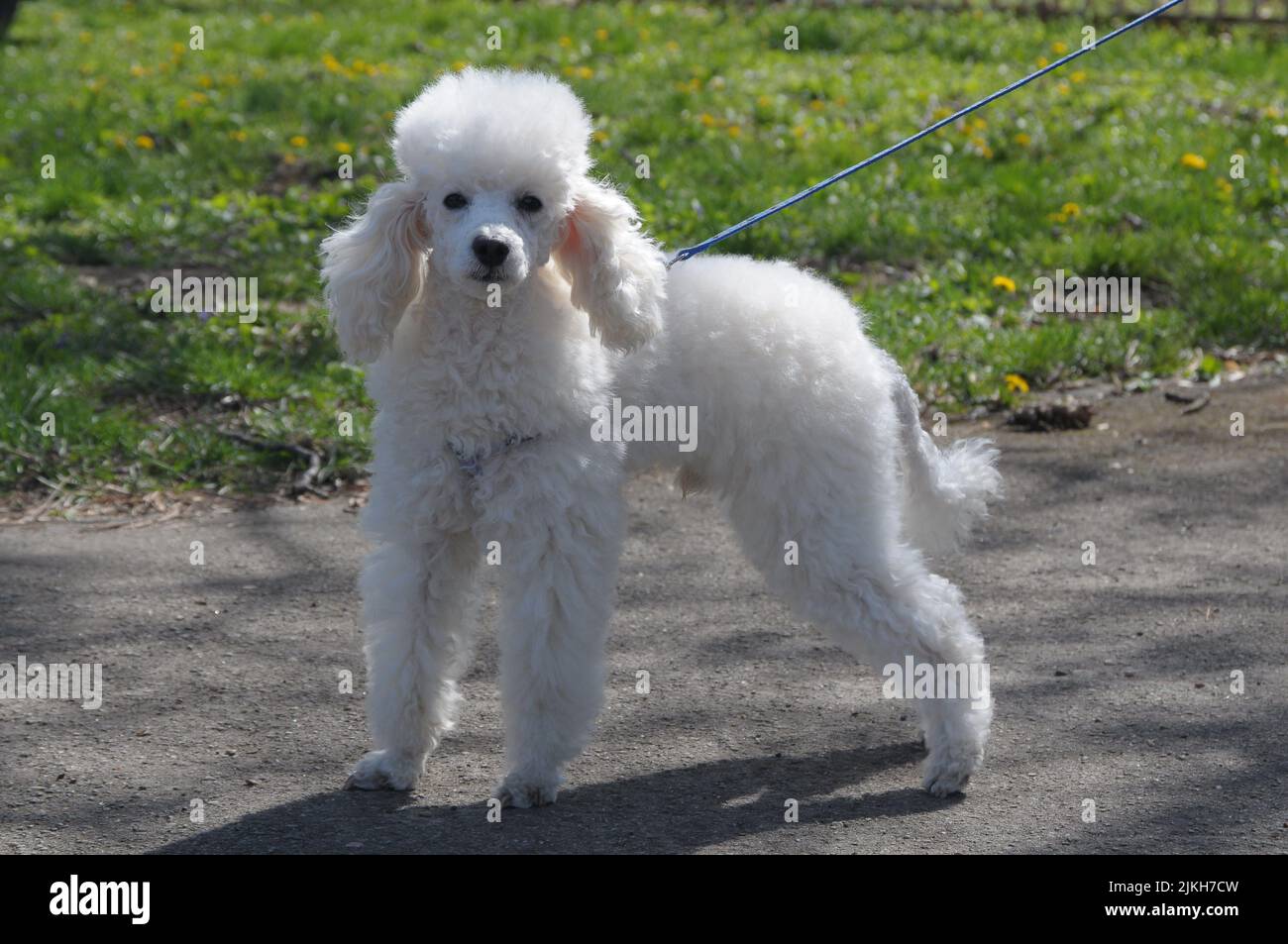 An adorable white poodle on a leash outdoors Stock Photo - Alamy