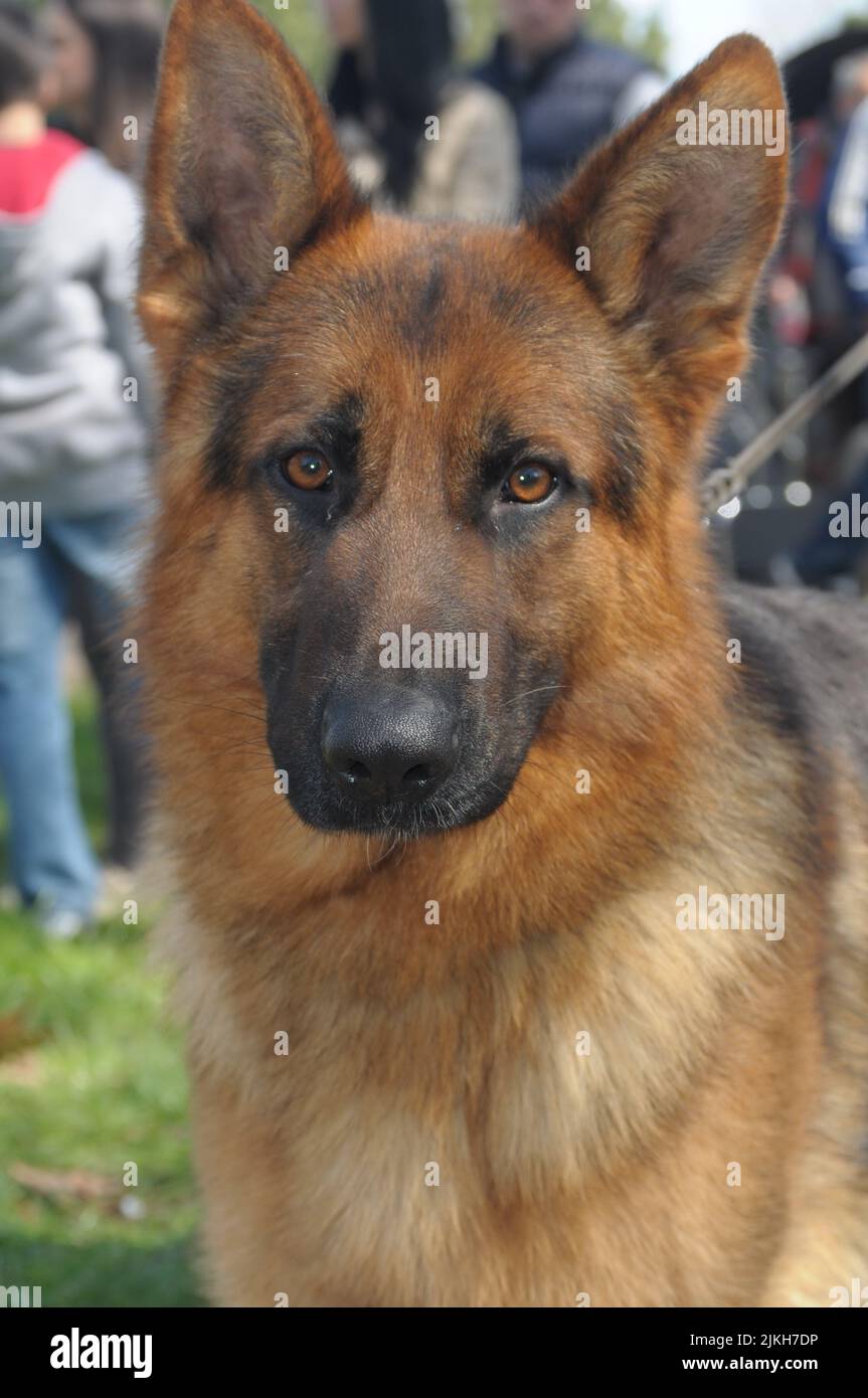 German shepherd face hi-res stock photography and images - Alamy