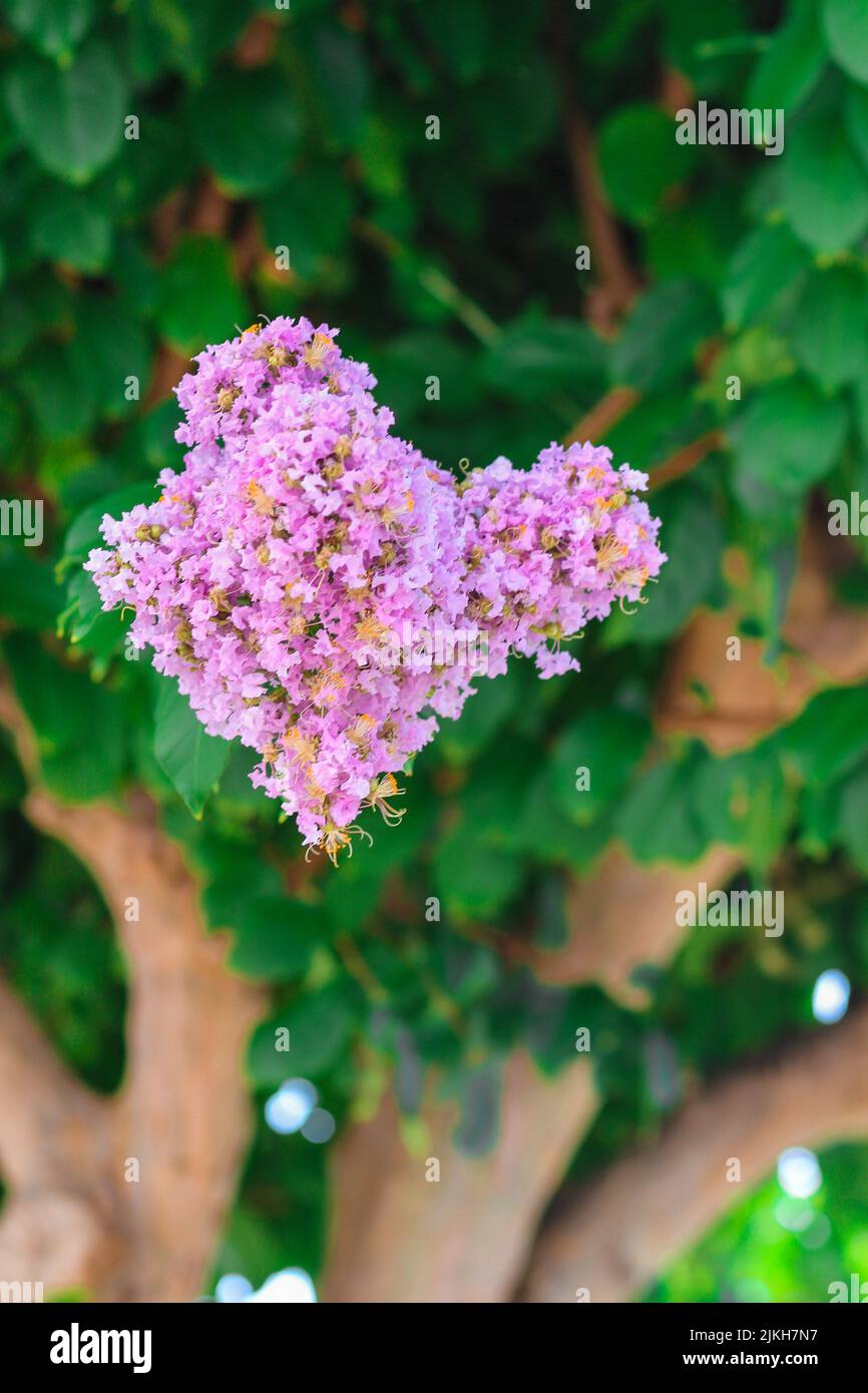 The pink flowers of crape myrtle tree Stock Photo - Alamy