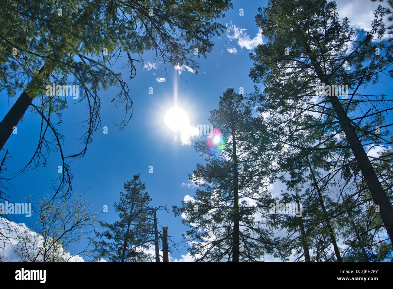 The bright sunny day over a forest Stock Photo - Alamy
