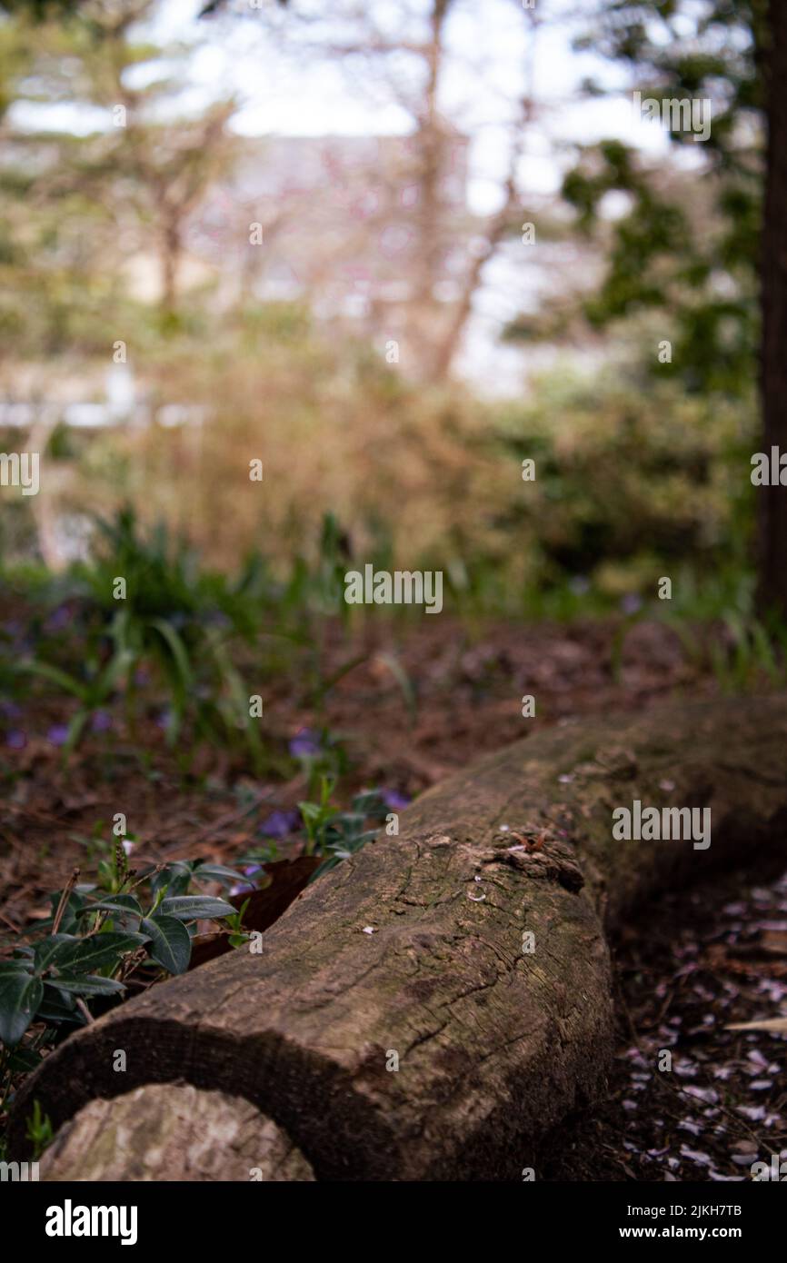 An old tree log on the forest ground Stock Photo - Alamy