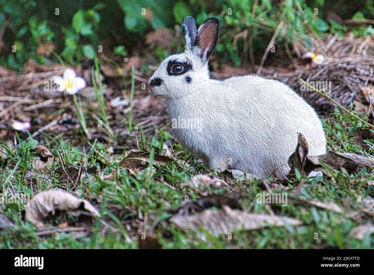 White rabbit face hi-res stock photography and images - Alamy