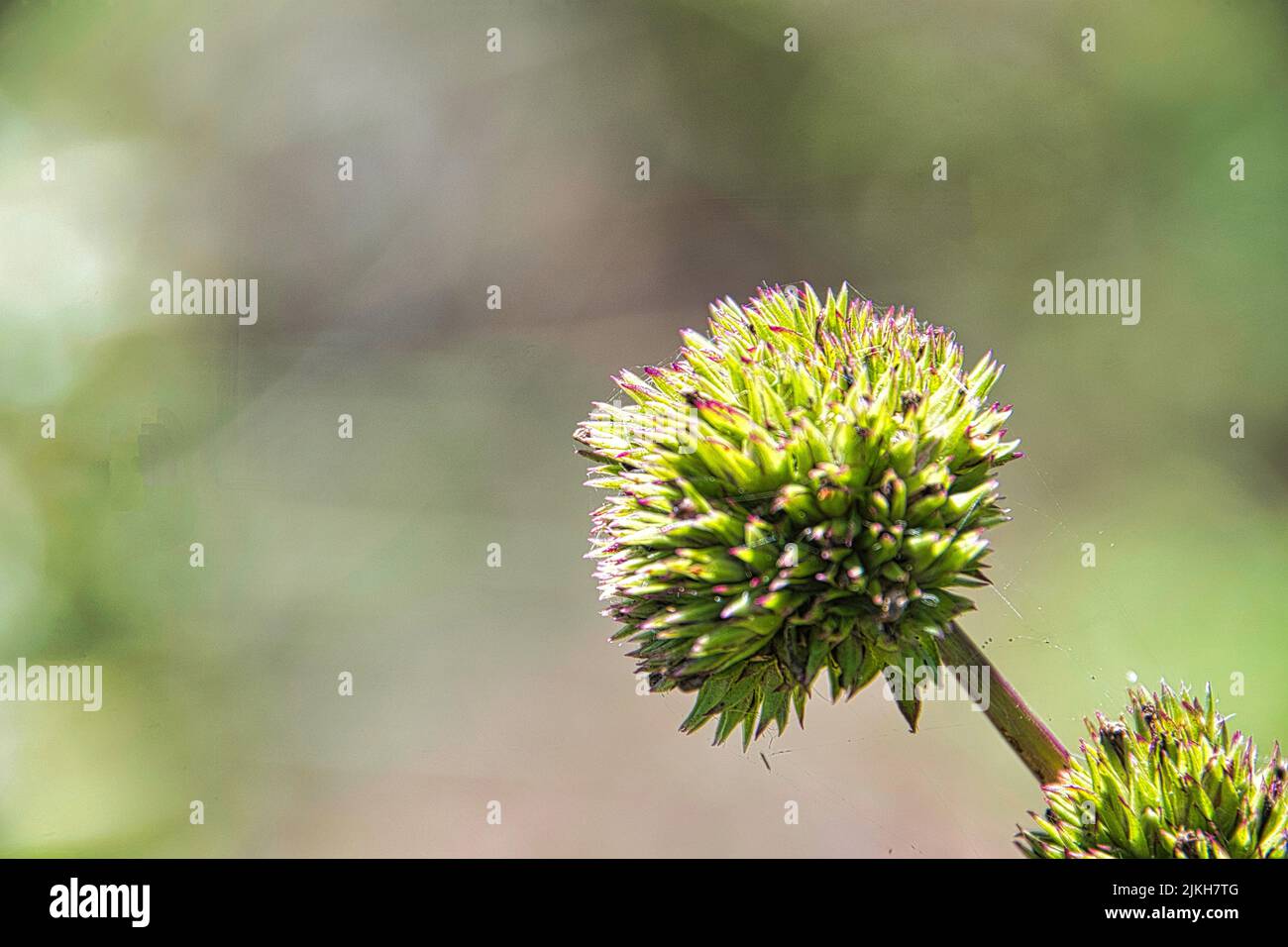 A green allium in the sun Stock Photo - Alamy