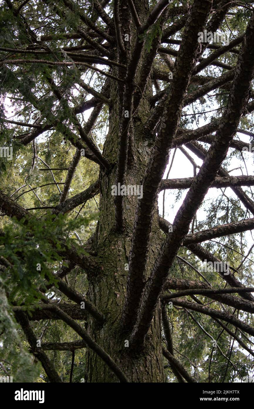 Pine tree branches leaves hi-res stock photography and images - Alamy