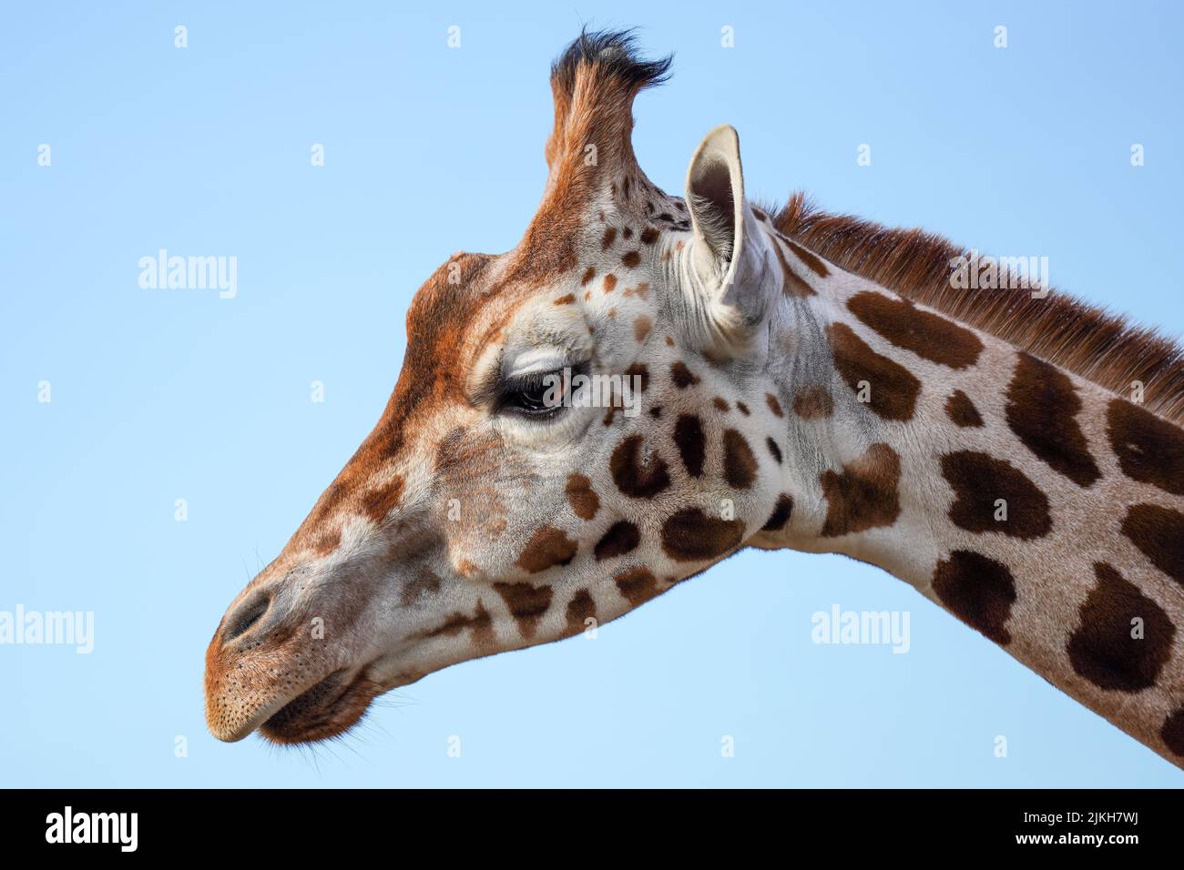 A giraffe's head against a clear blue sky Stock Photo - Alamy