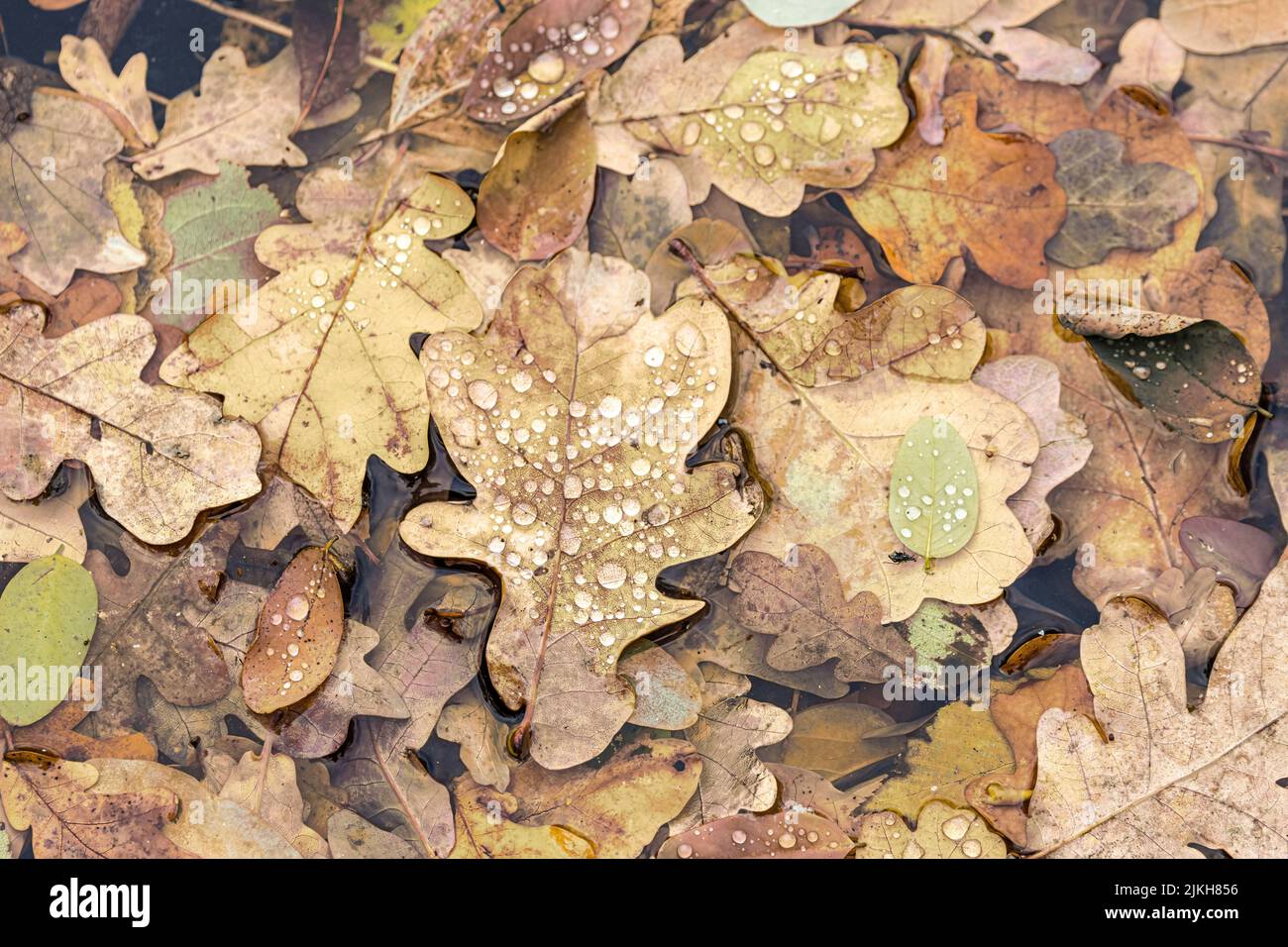 A top view of colorful fallen leaves in the puddle Stock Photo - Alamy