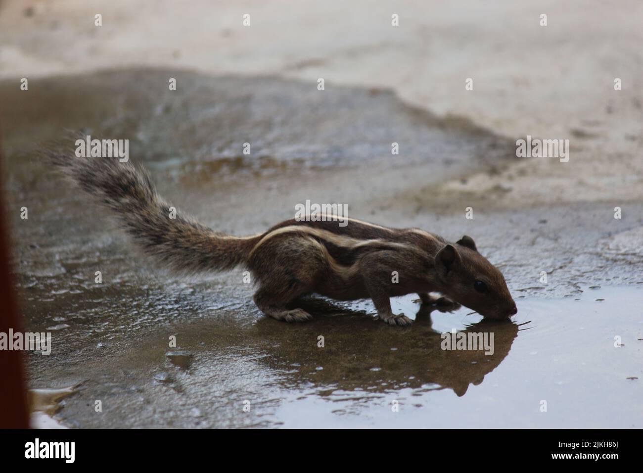 Asian chipmunk hi-res stock photography and images - Alamy