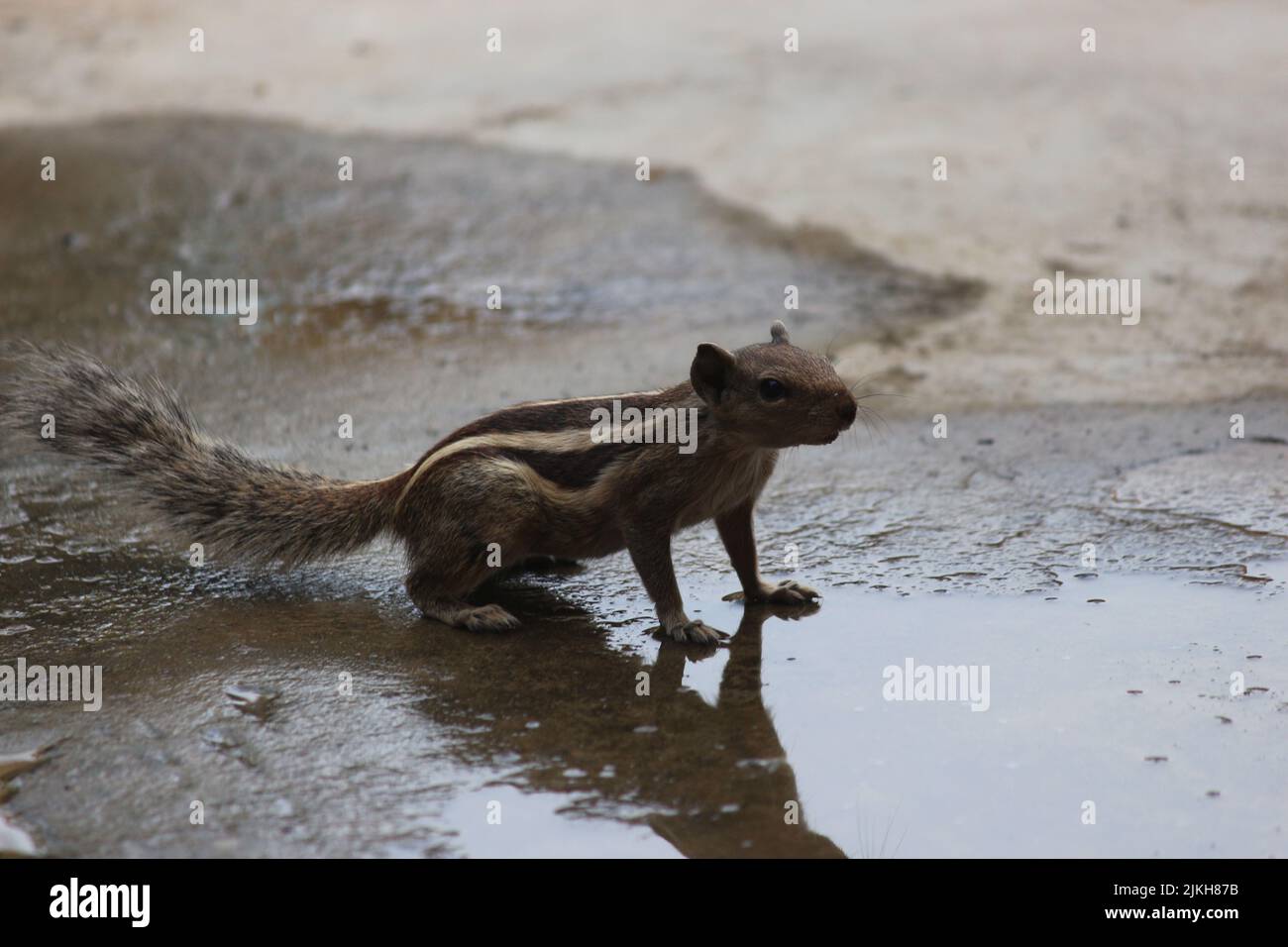 Asian chipmunk hi-res stock photography and images - Alamy