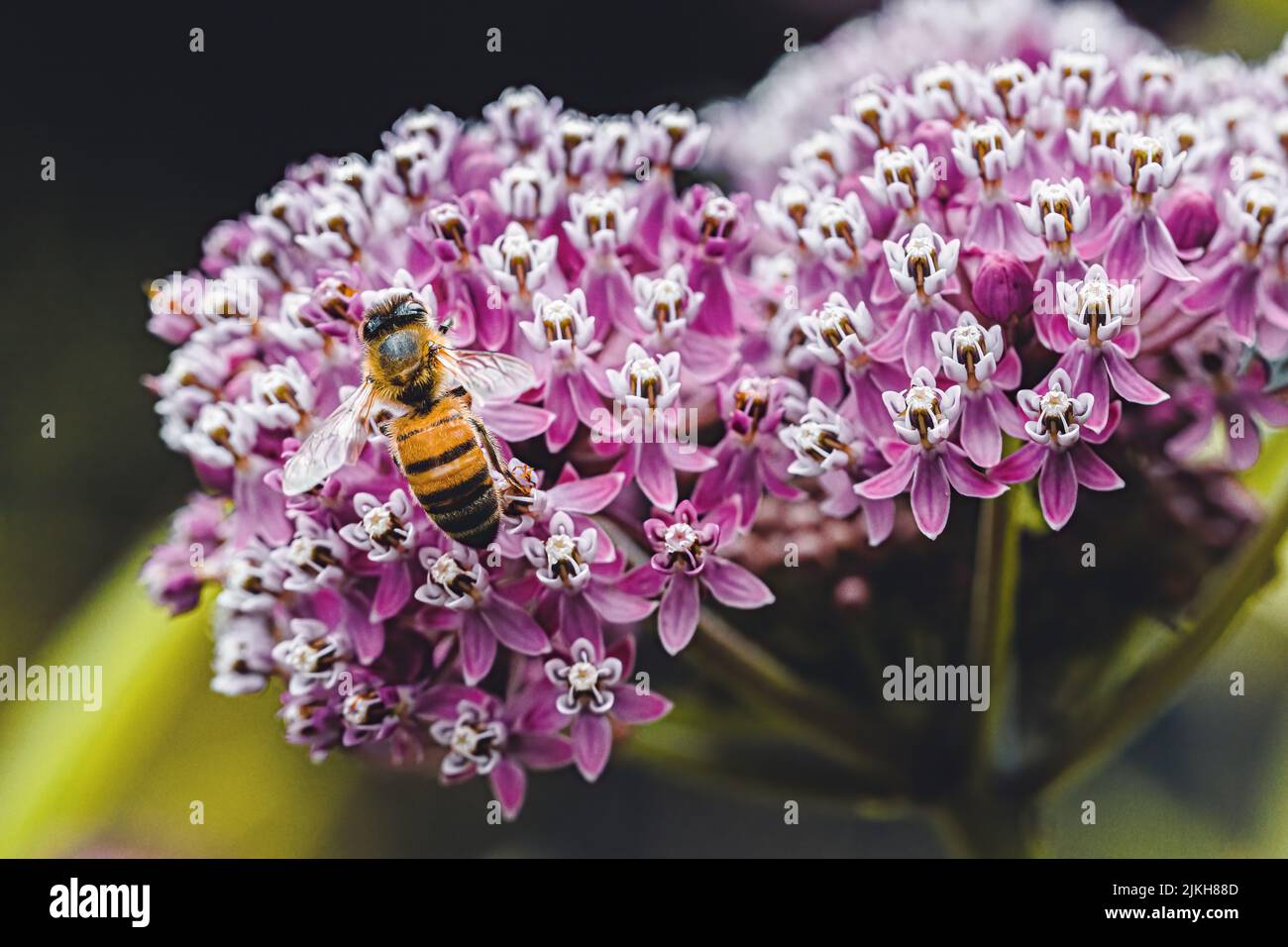 A closeup of a bee pollinating on pink Swamp milkweed Stock Photo - Alamy