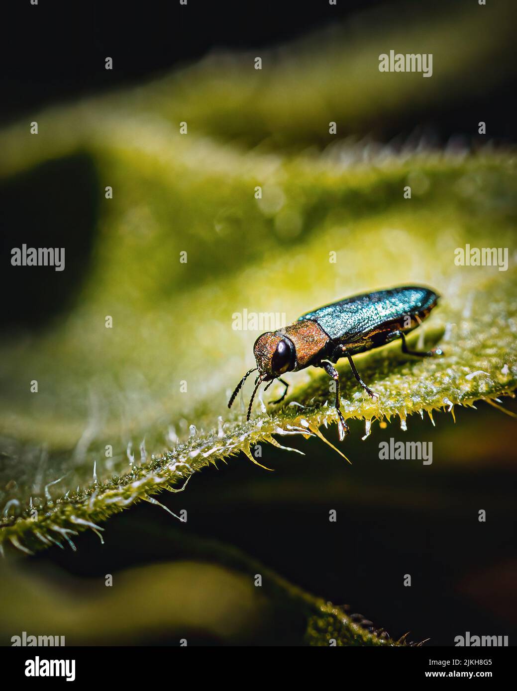 A vertical closeup of Anthaxia nitidula in green leaf Stock Photo - Alamy