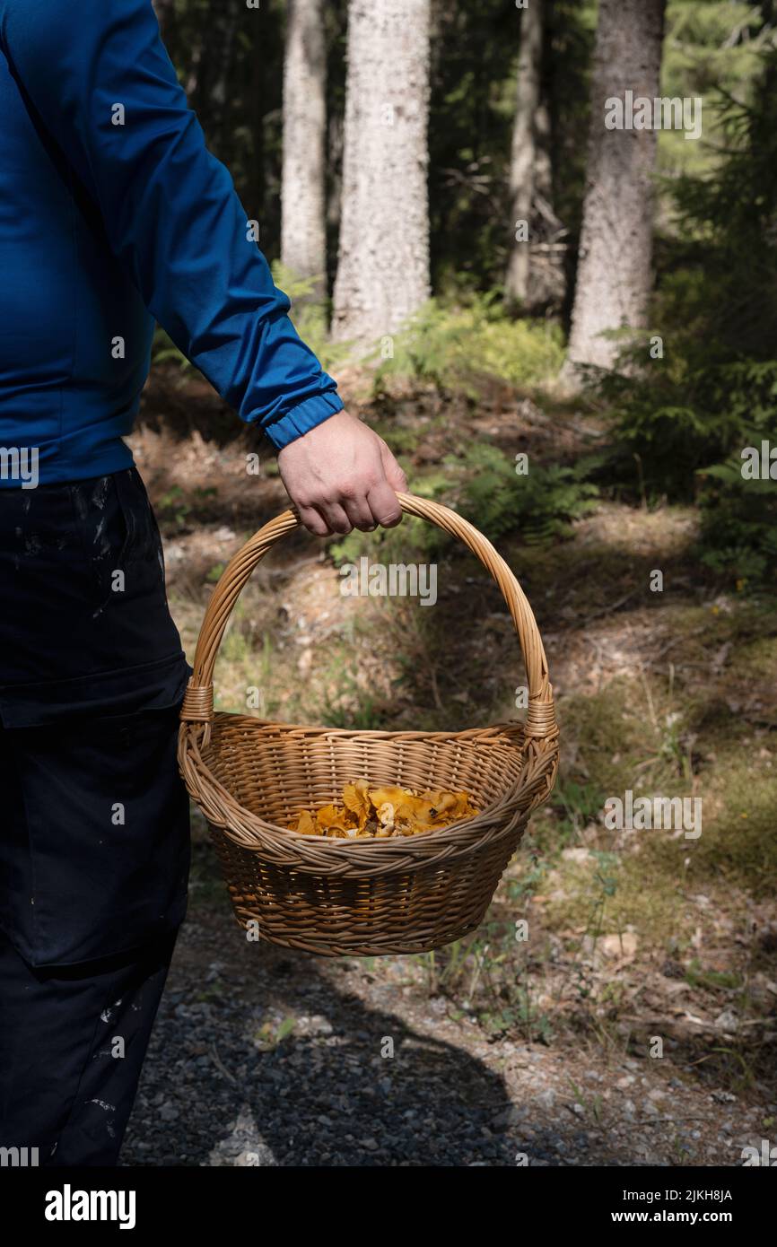 Person picking mushrooms in the forest. Unrecognizable adult man ...