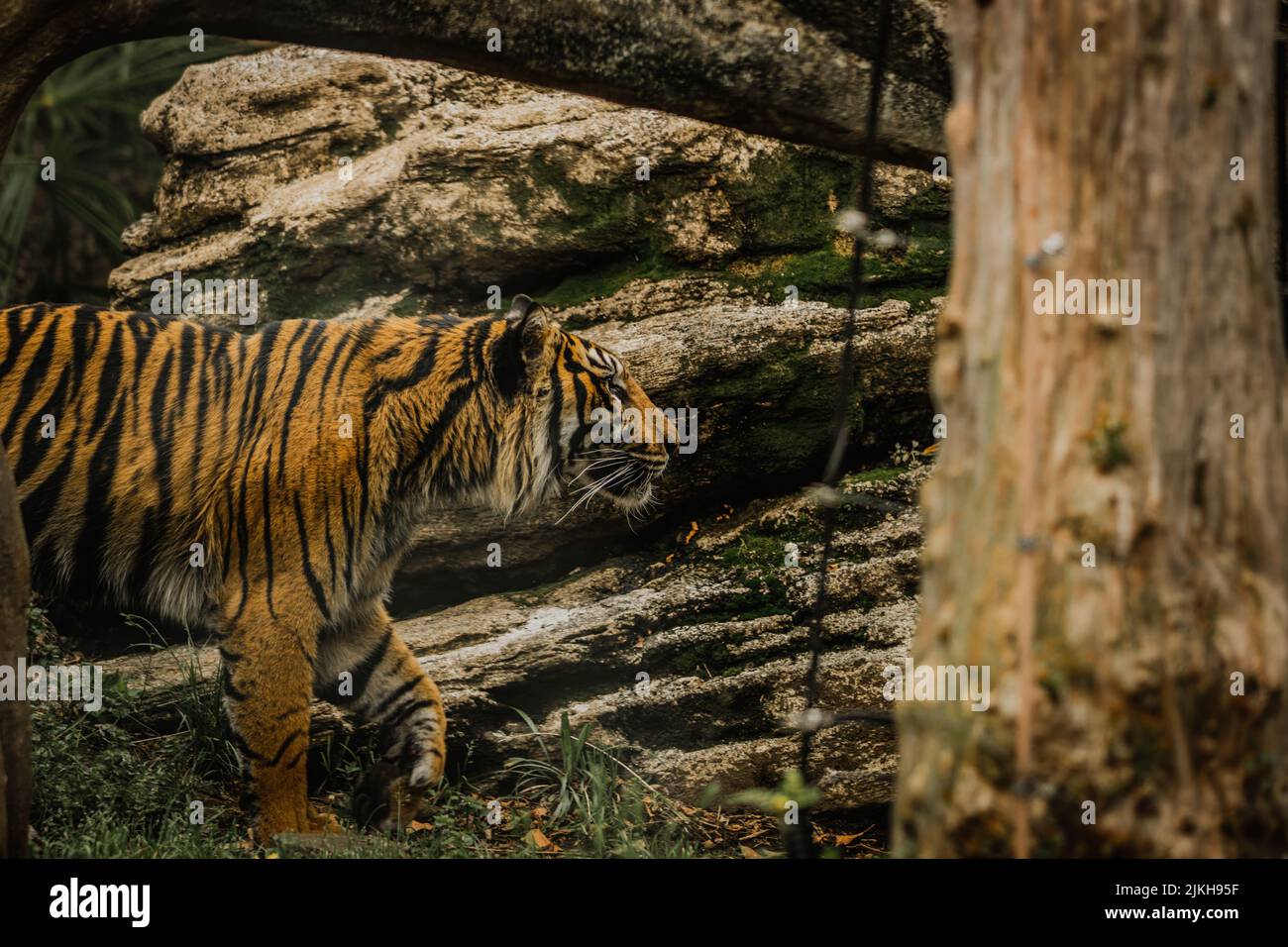 Tiger walking closeup hi-res stock photography and images - Alamy