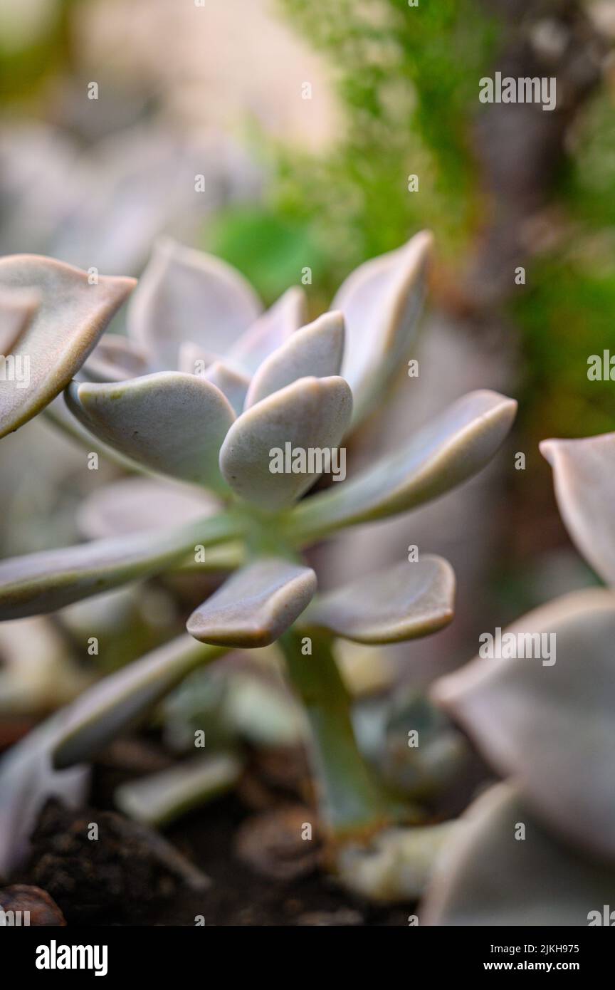 A vertical closeup of a Ghost-plant growing in a pot Stock Photo - Alamy