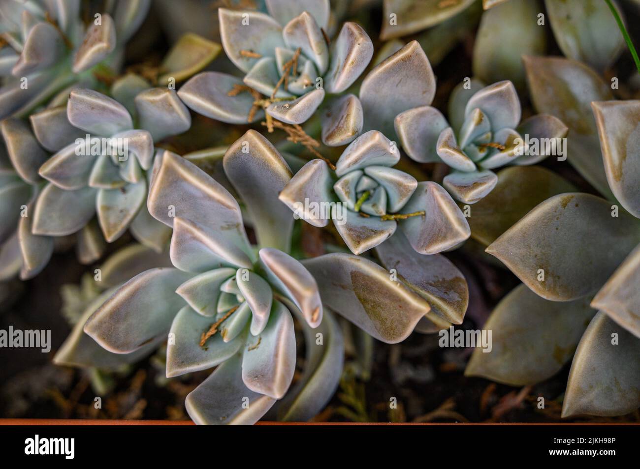A closeup of a Ghost-plant growing in a pot Stock Photo - Alamy
