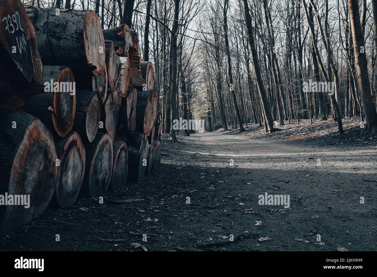 Tree trunks deforestation hi-res stock photography and images - Alamy