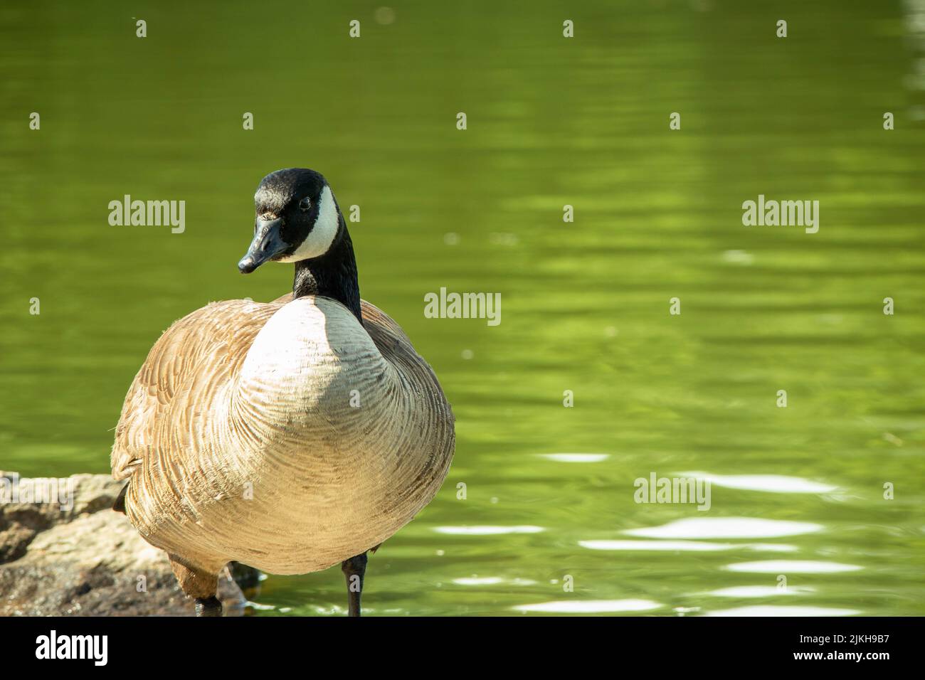 Beautiful goose hi-res stock photography and images - Alamy