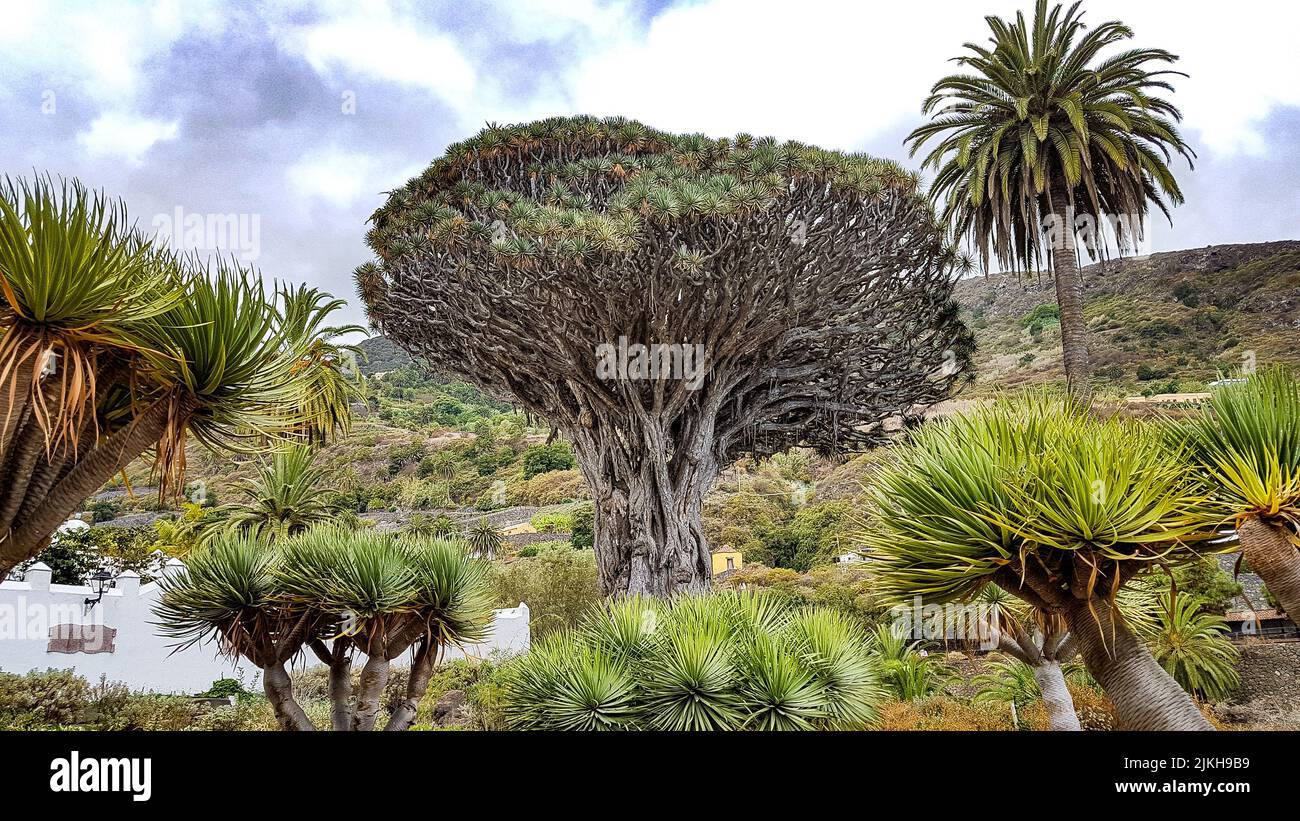 Tree of dracaena hi-res stock photography and images - Alamy