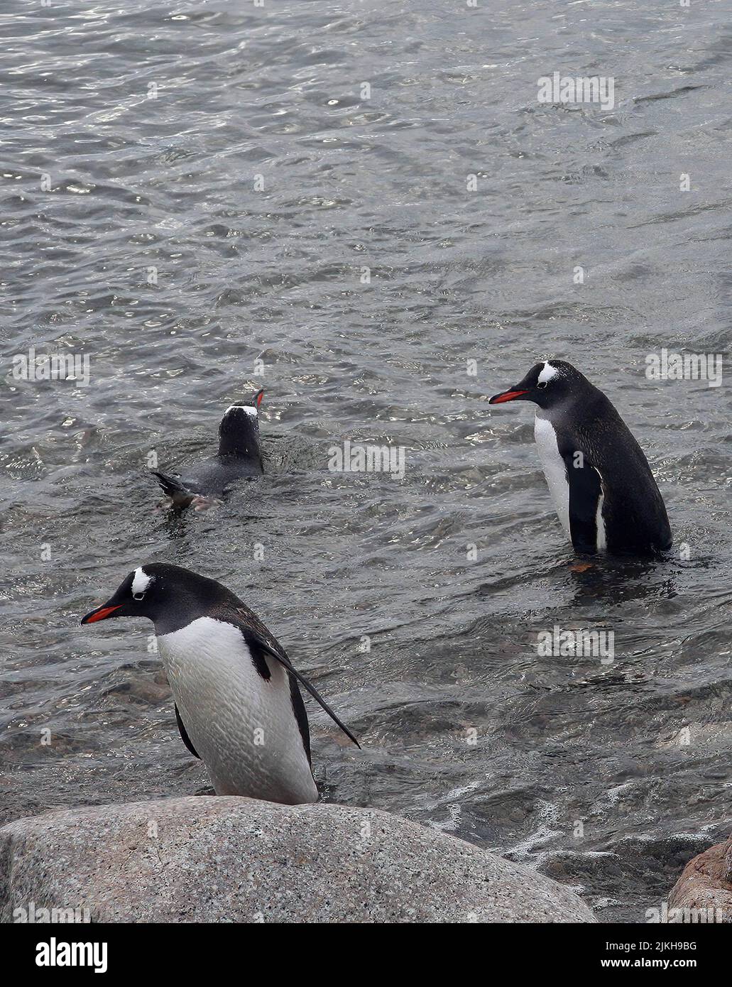 Species of penguins hi-res stock photography and images - Alamy