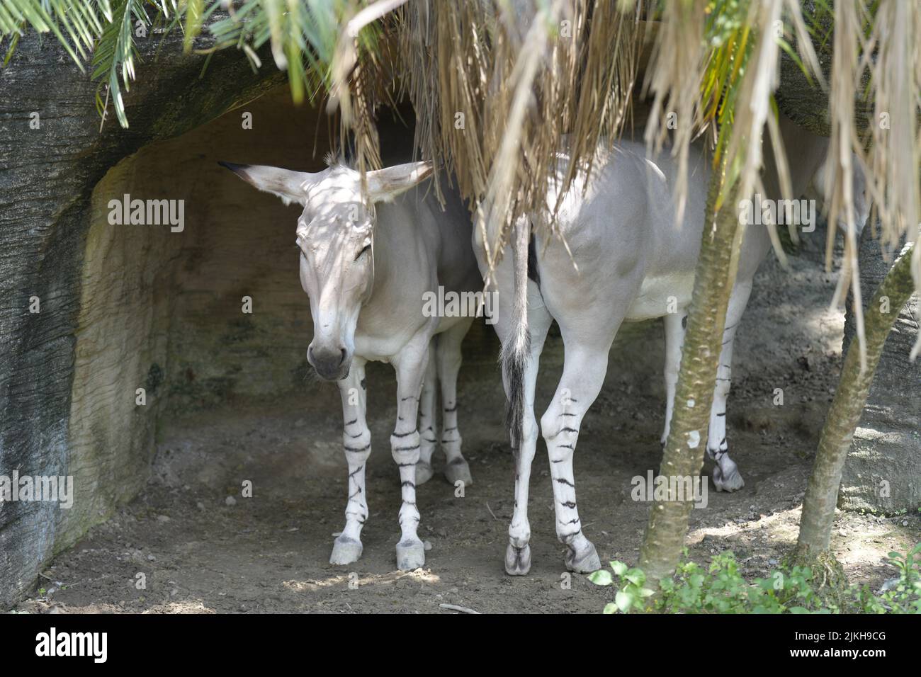 Two small donkeys under the tree in Taipei Zoo Stock Photo - Alamy