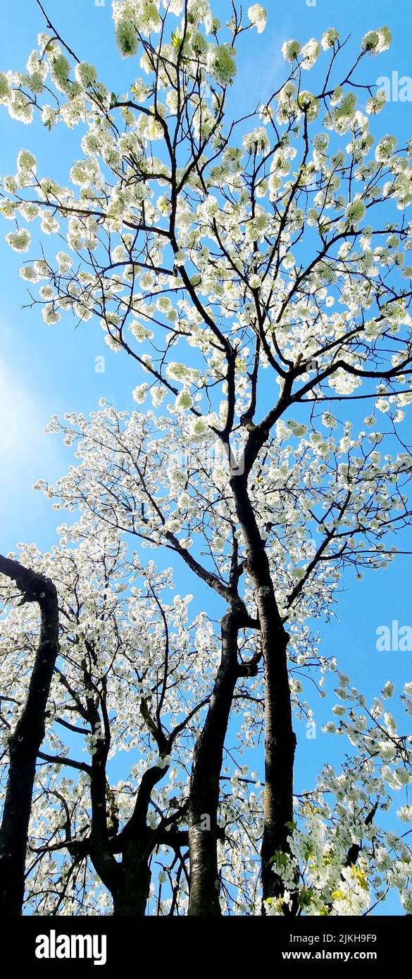 Jacaranda leaves hi-res stock photography and images - Alamy