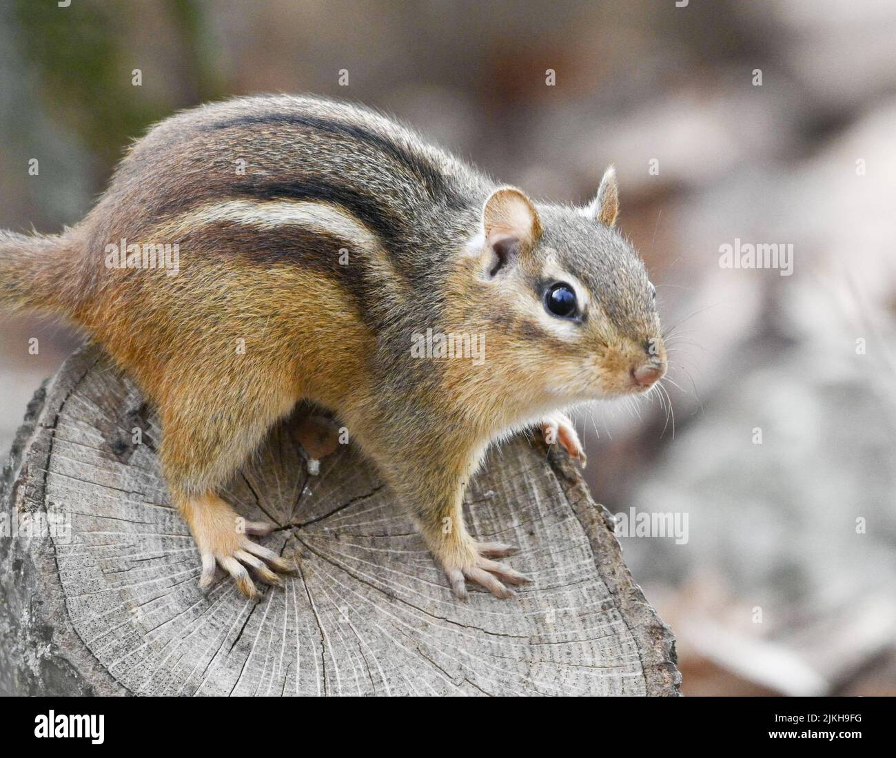 A closeup of a chipmunk sitting on a stump of a tree in Indianapolis ...