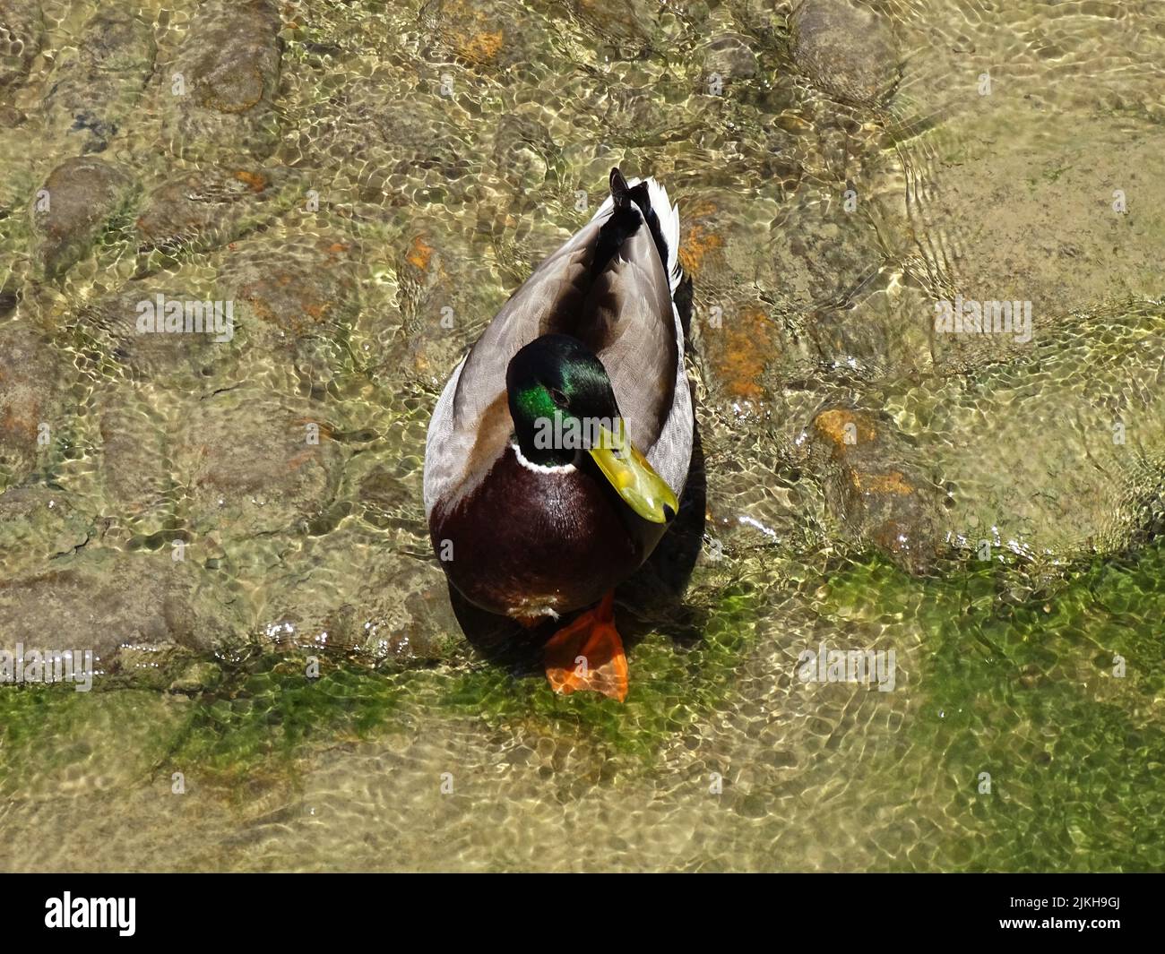 A high-angle shot of a mallard duck standing on the lakeside Stock ...
