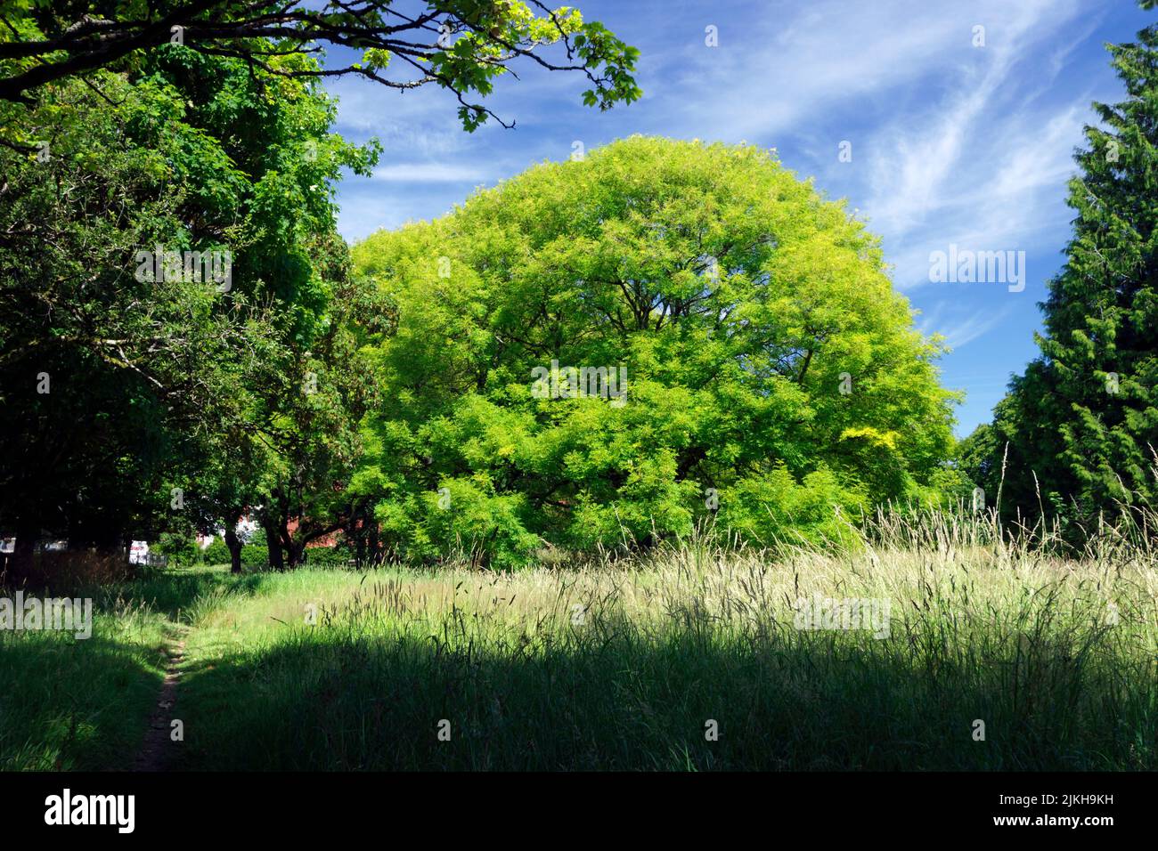 Tree, Llandaff fields, Cardiff Stock Photo - Alamy