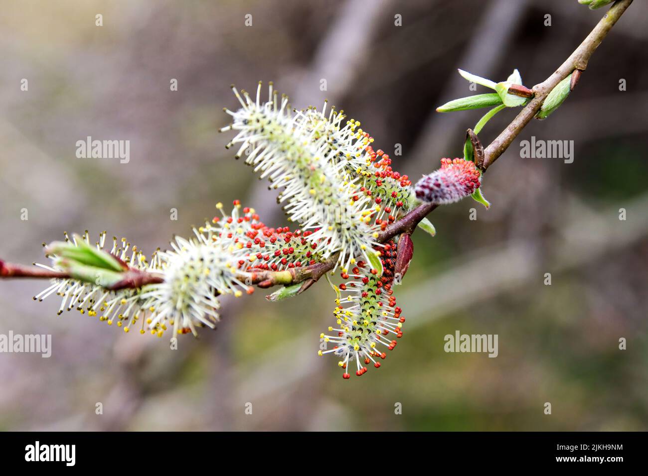 A closeup of purple osier willow (Salix purpurea) branch Stock Photo ...
