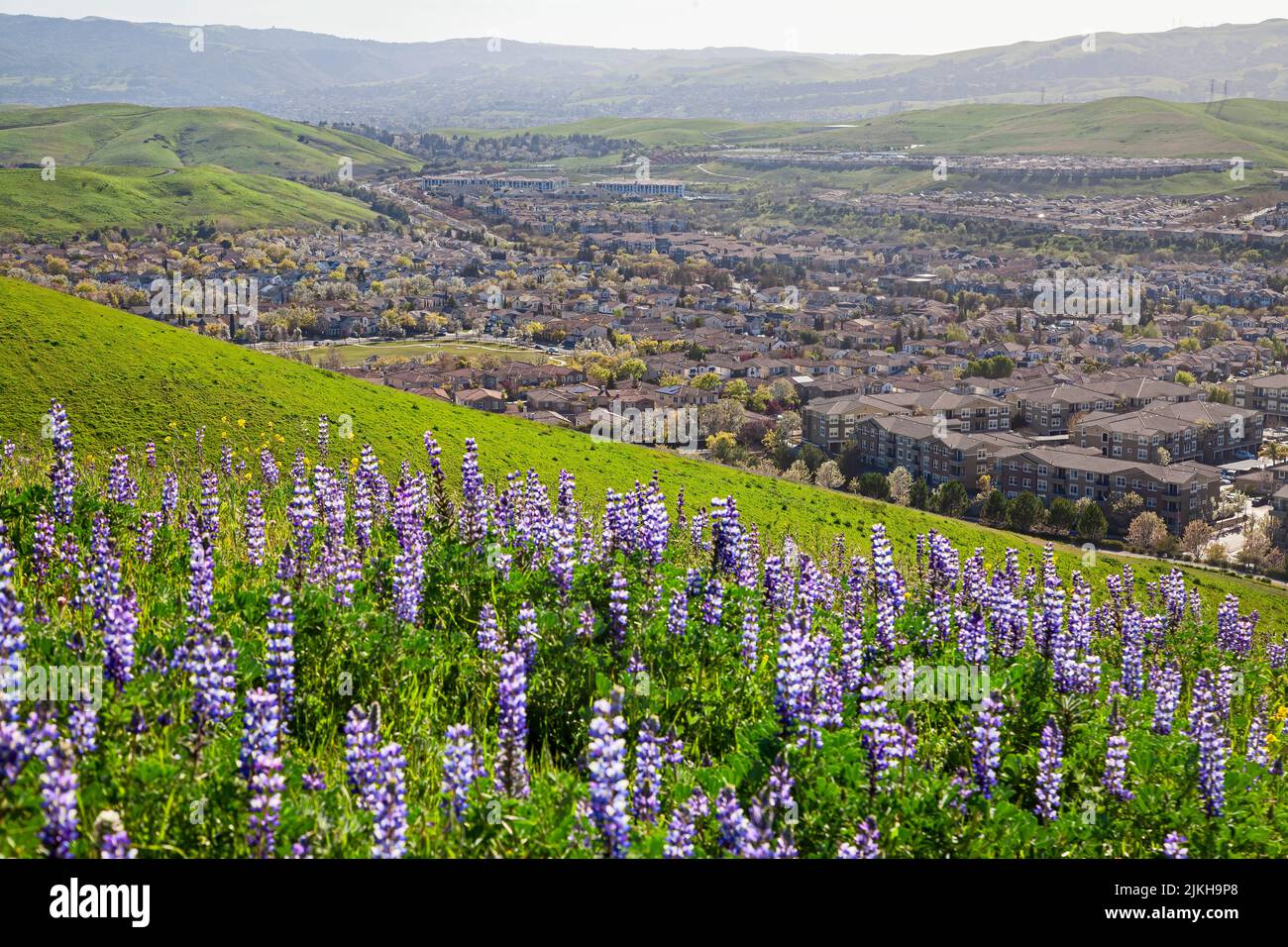 Beautiful flowers with a view hi-res stock photography and images - Alamy