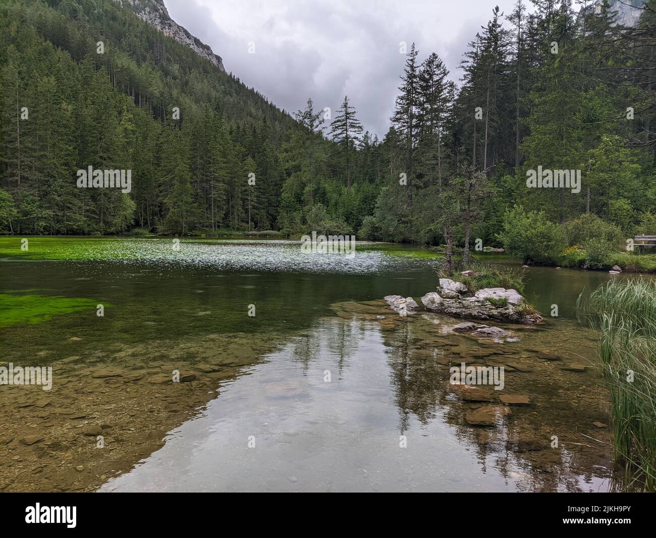 A lake covered in algae surrounded by trees, with a mountainous forest ...