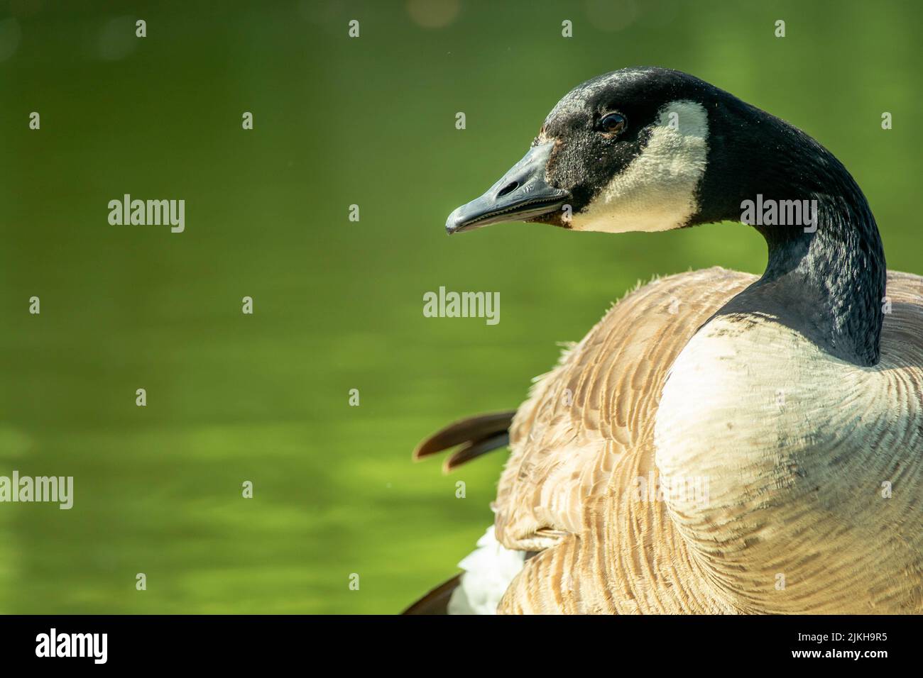 A closeup portrait of a beautiful goose in the pond Stock Photo - Alamy