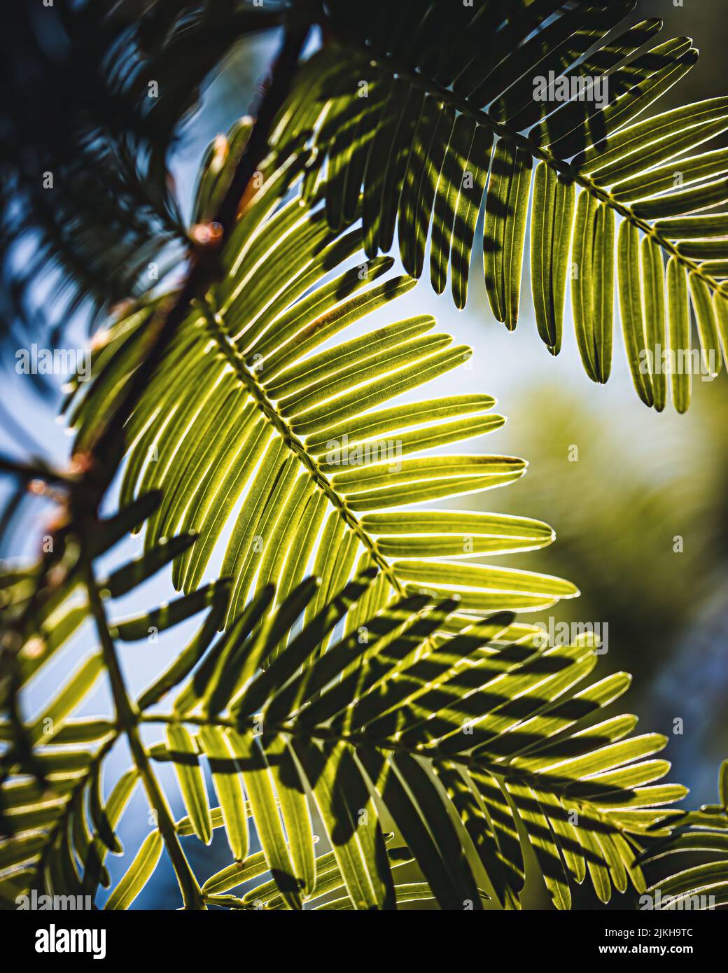 Canopy shot hi-res stock photography and images - Alamy