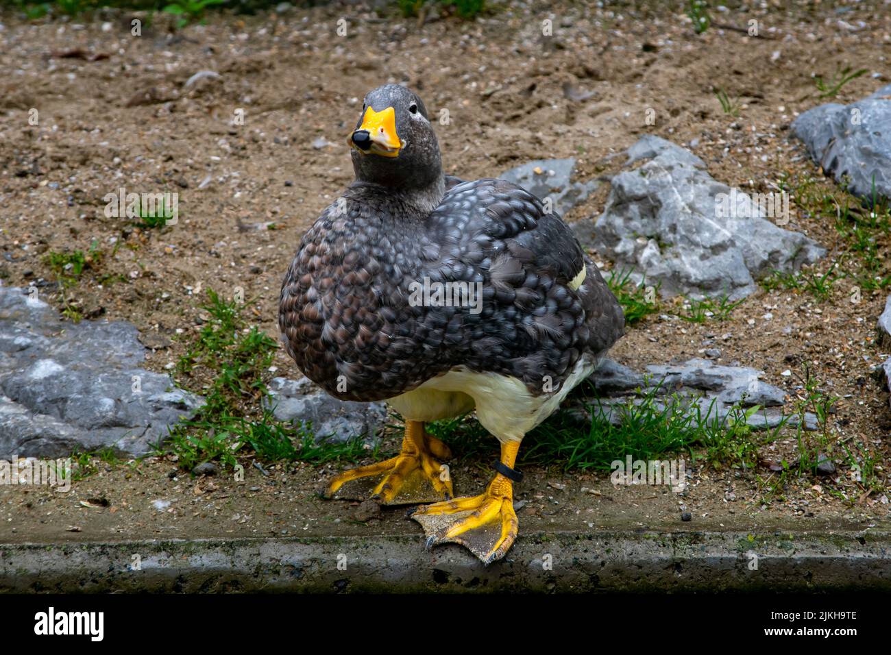A closeup of a Fuegian steamer duck (Tachyeres pteneres) in a park in ...