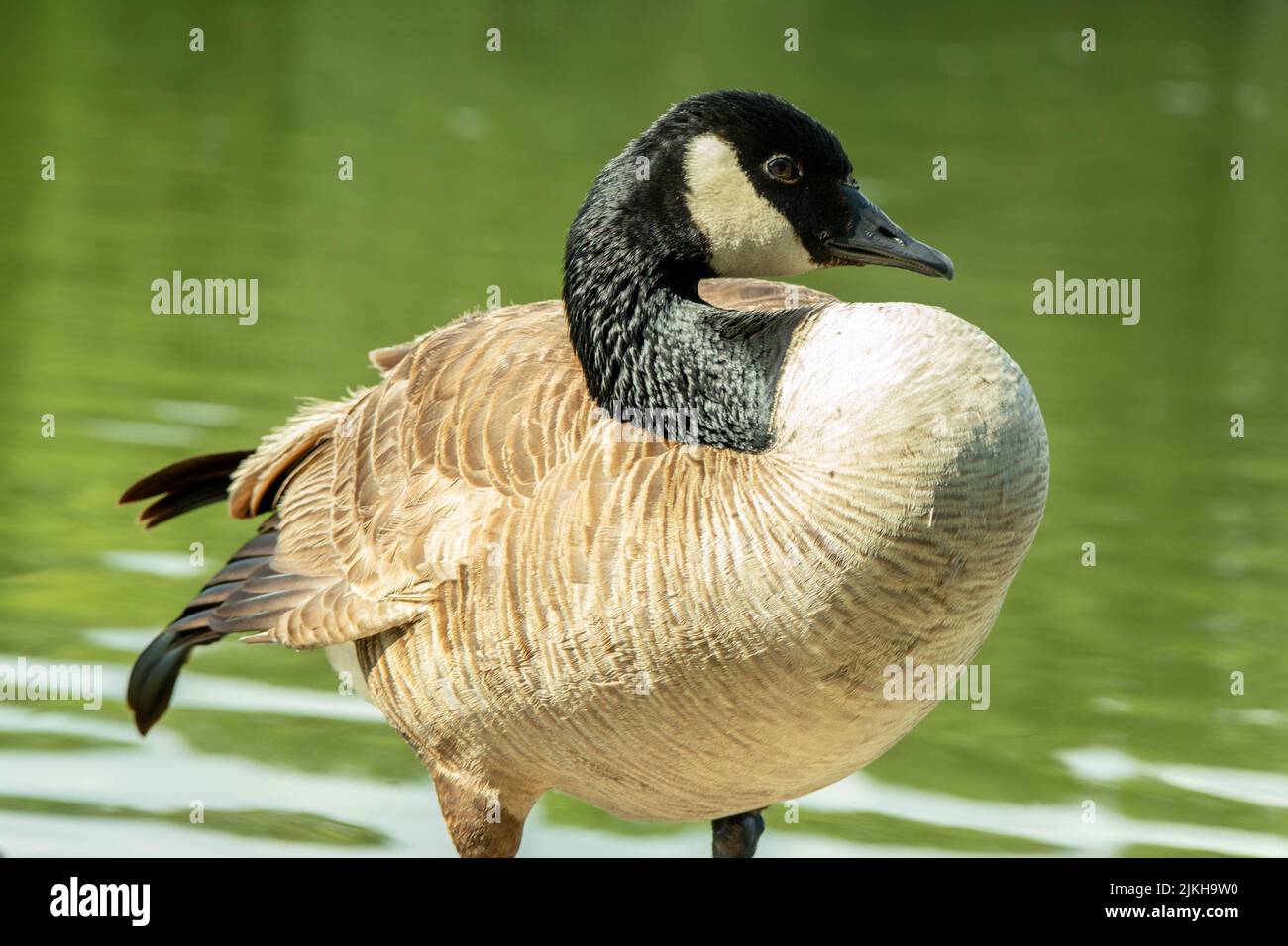 Beautiful goose hi-res stock photography and images - Alamy