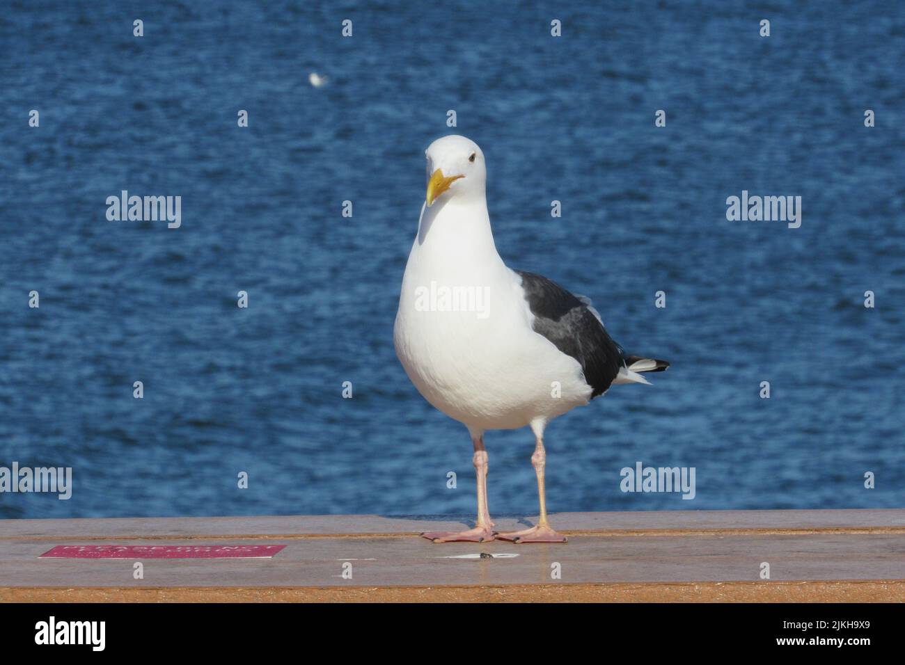 Beautiful shot gull bird hi-res stock photography and images - Alamy