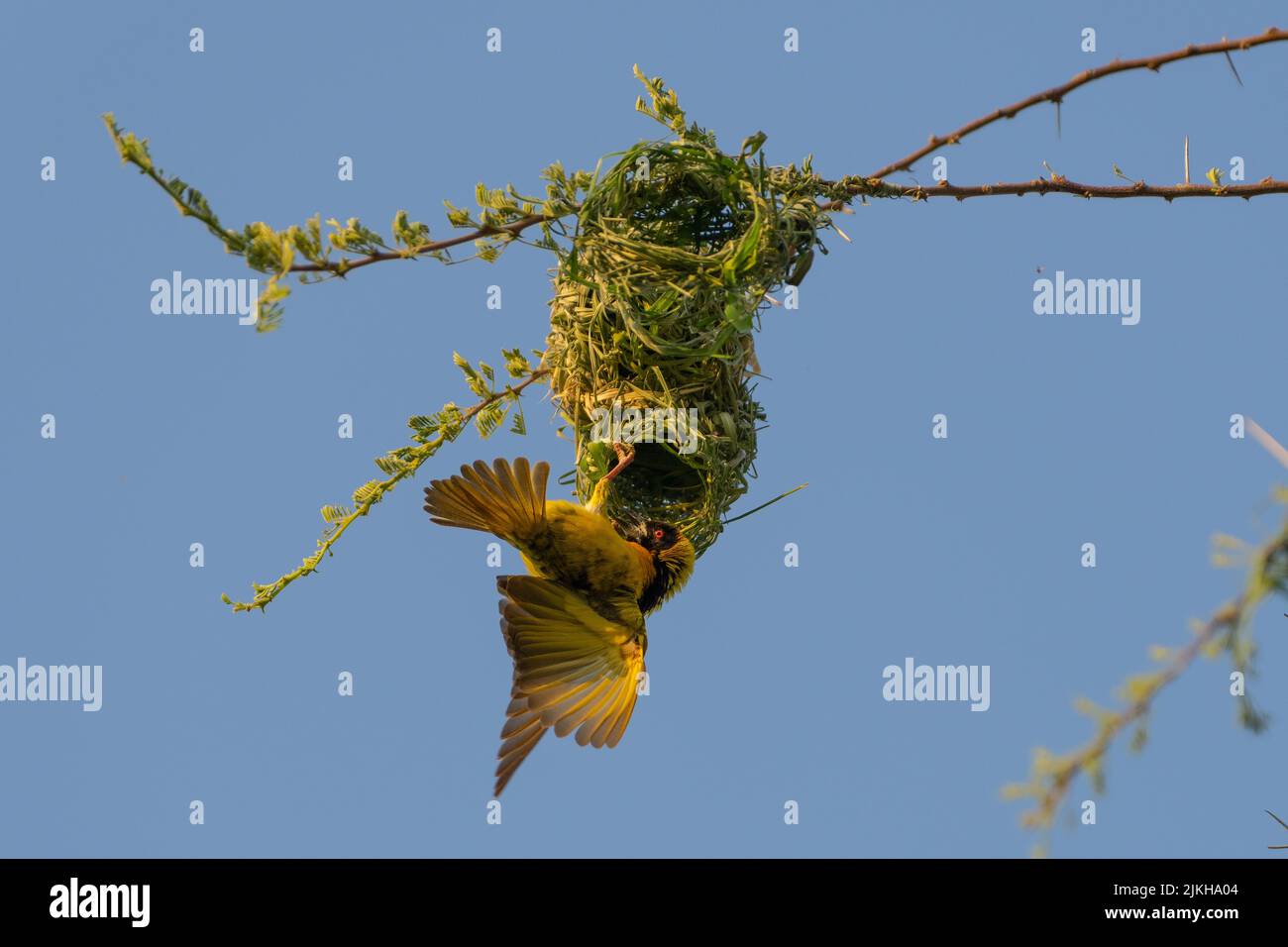 Yellow bird closeup hi-res stock photography and images - Alamy