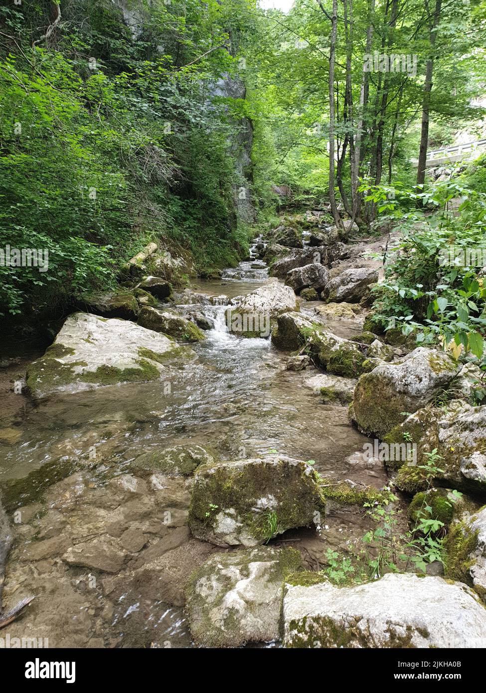 A shallow stream flowing through lush green trees in the woods Stock ...