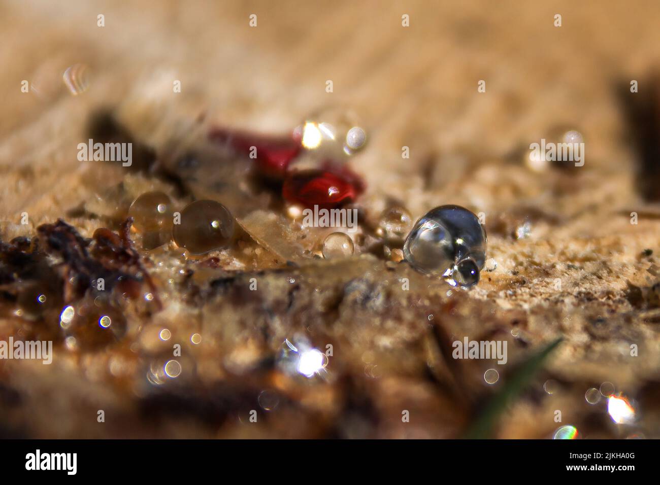 Orange tree sap hi-res stock photography and images - Alamy